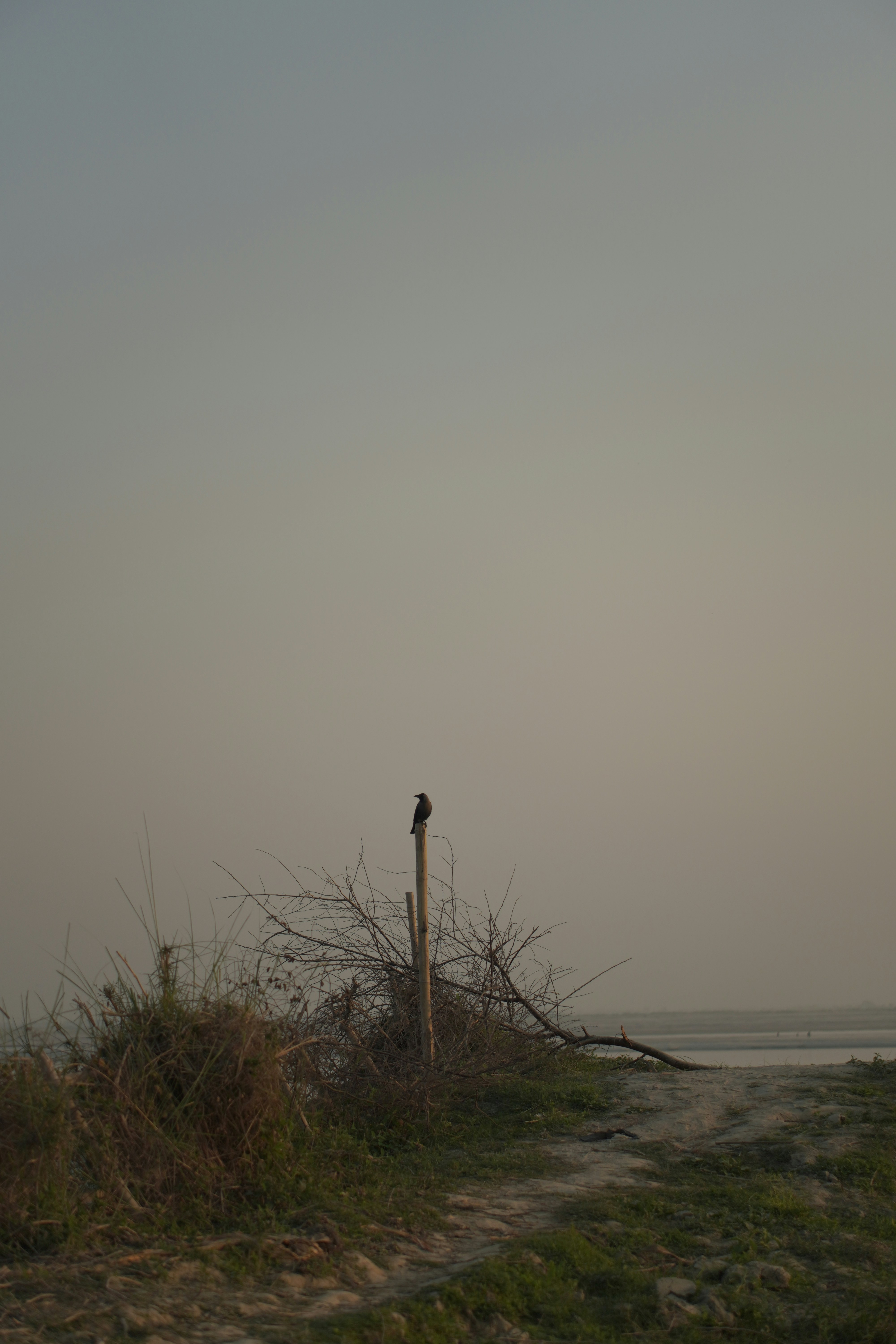 Raven Perched on a Post at Dusk Over a Quiet Shore