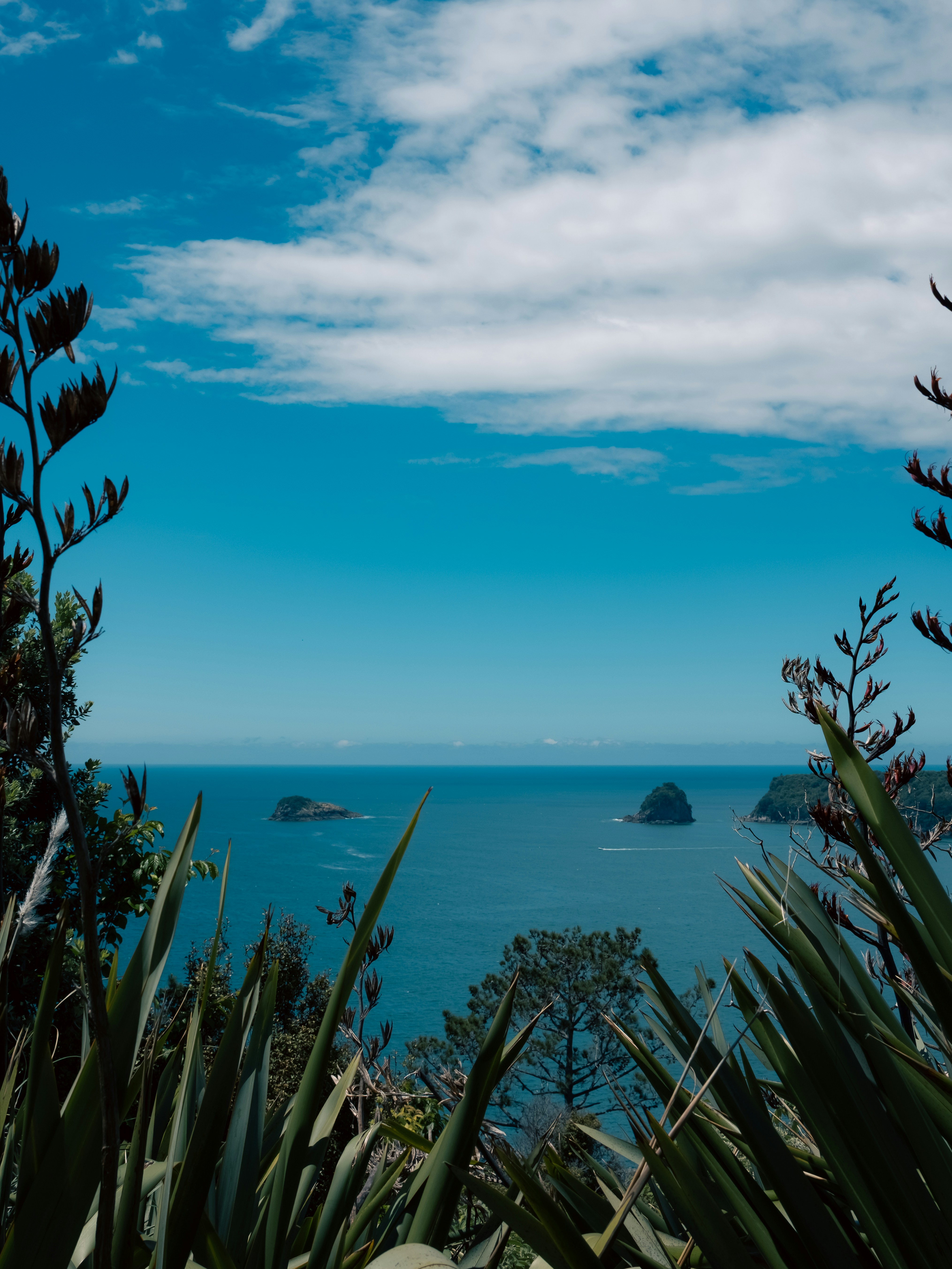 Azure Horizon Over Fringing Coastal Foliage