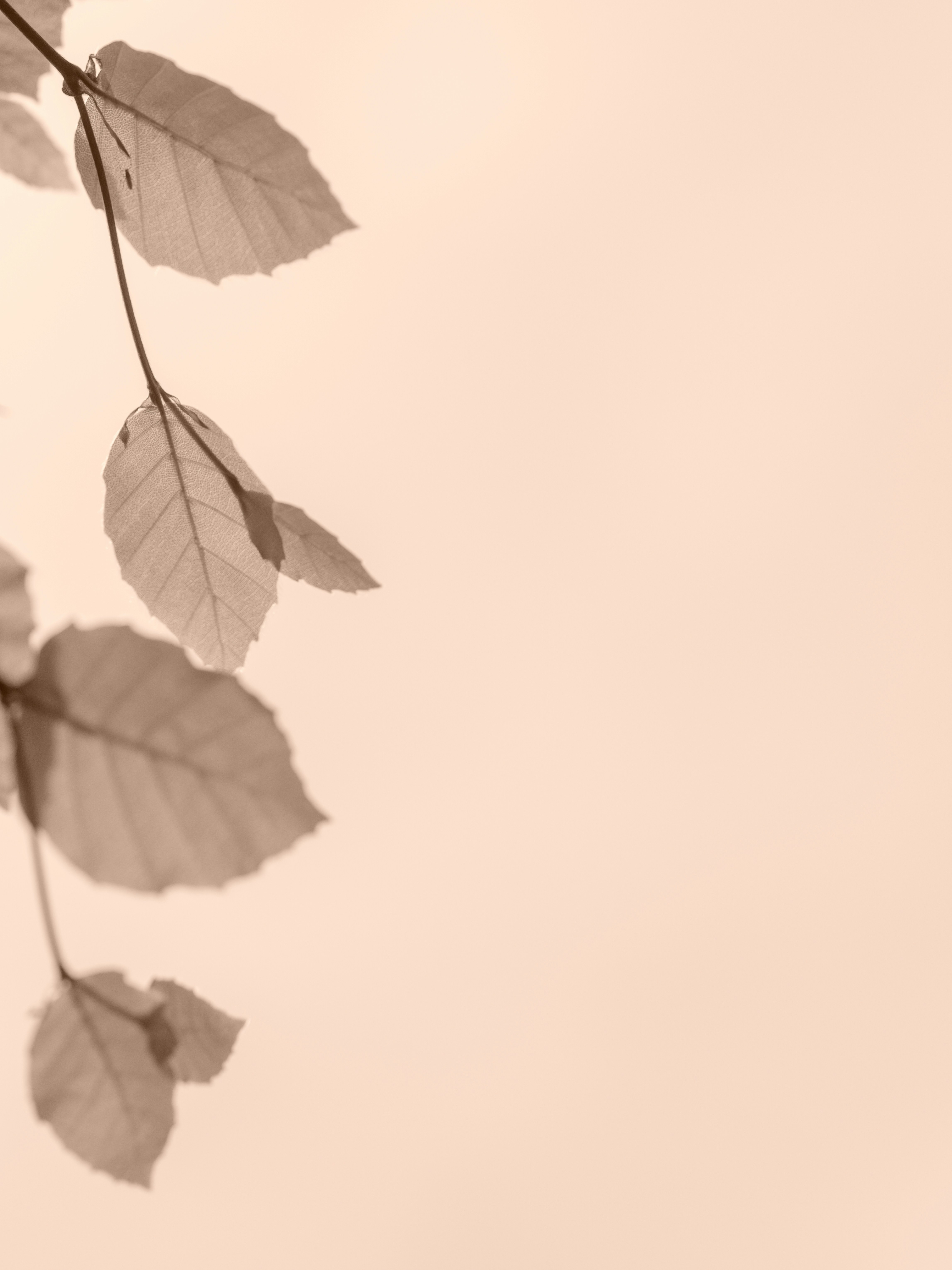 Sepia toned leaves on a branch against a light background. photo – Free ...