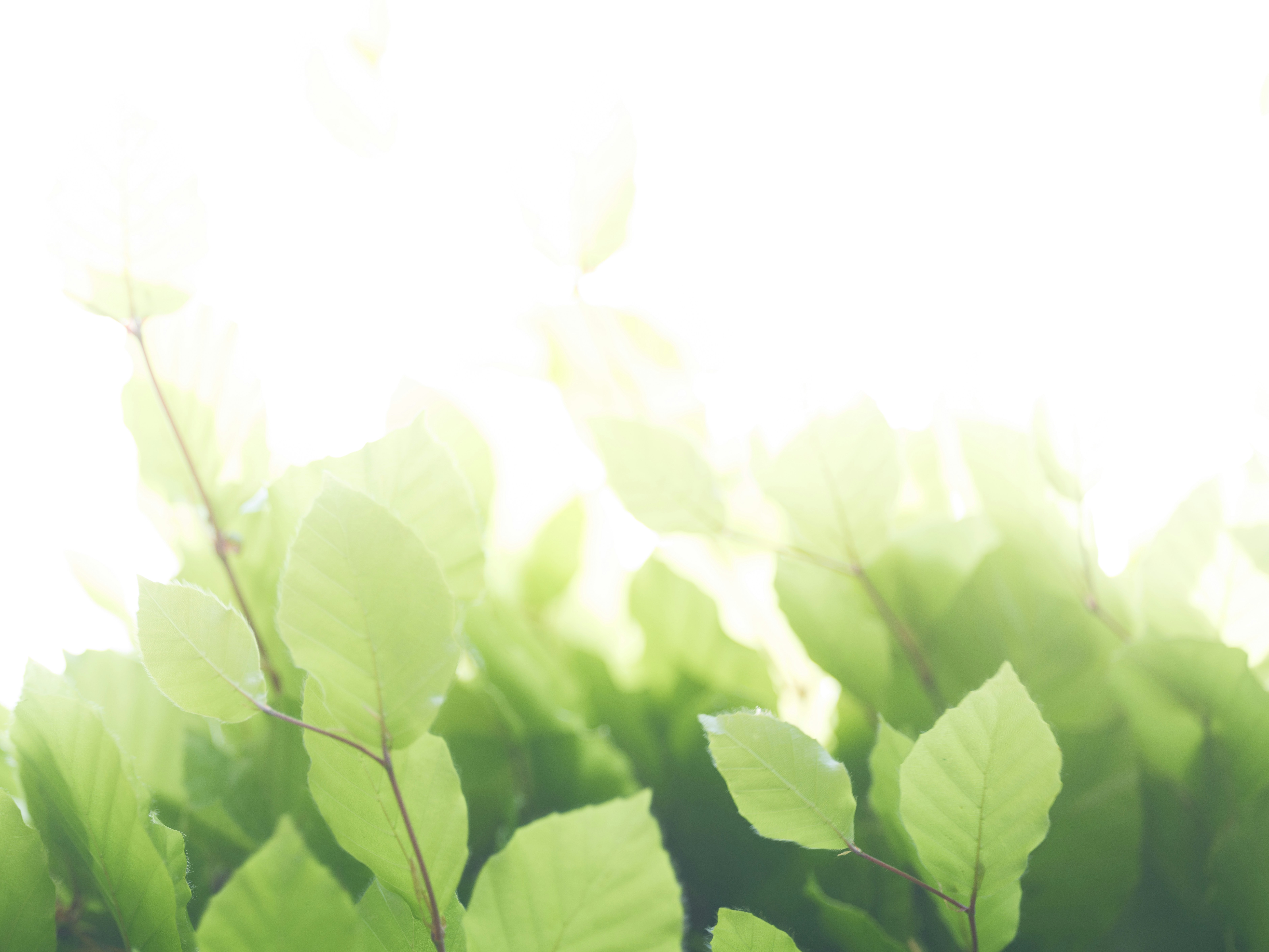 Sunlit Green Canopy: Fresh Leaves Backlit by Morning Light