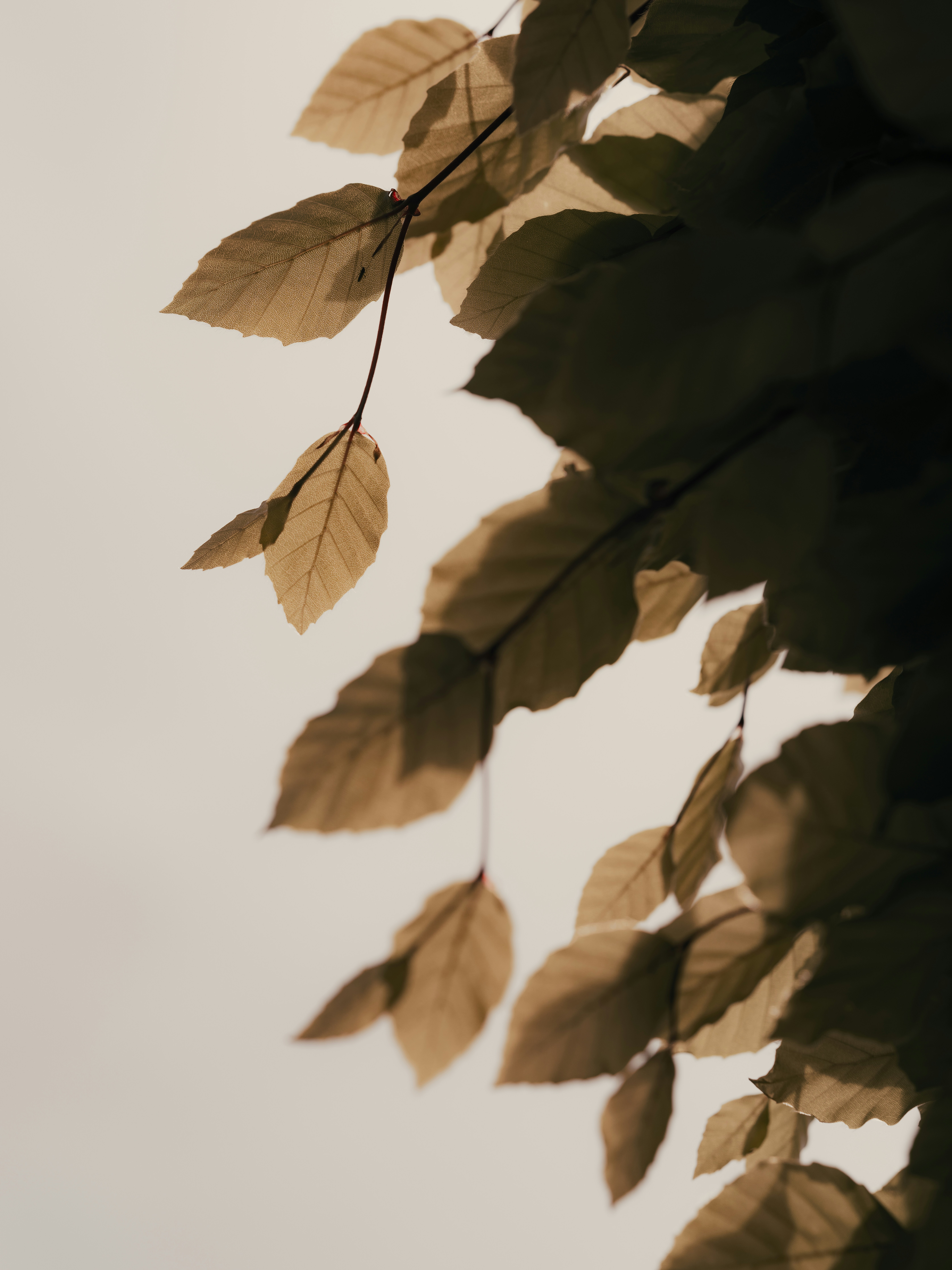 Sunlit Autumn Foliage: Delicate Branches in Quiet Backlight