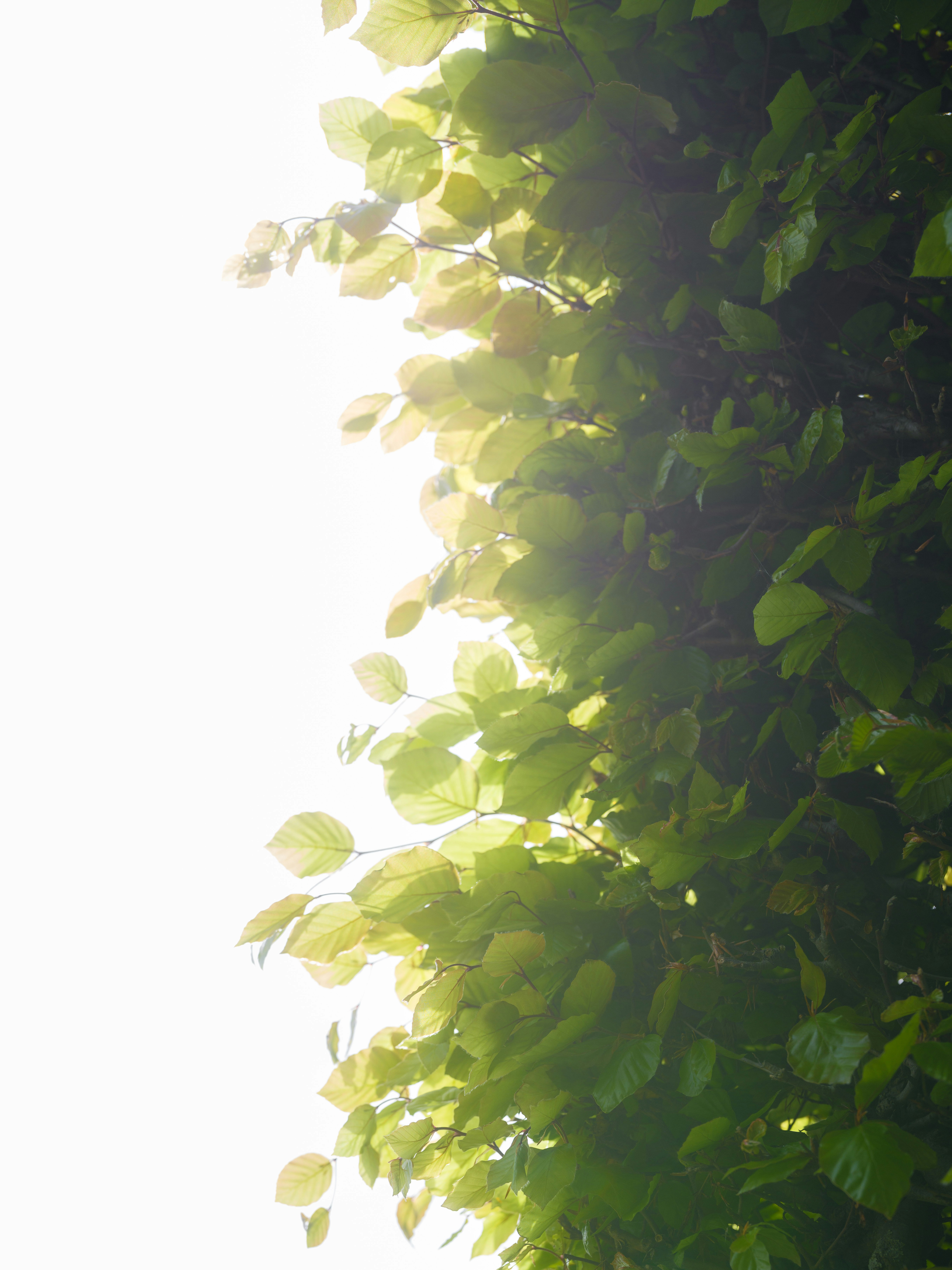 Sunlit foliage spilling over the edge: a vertical cascade of green leaves