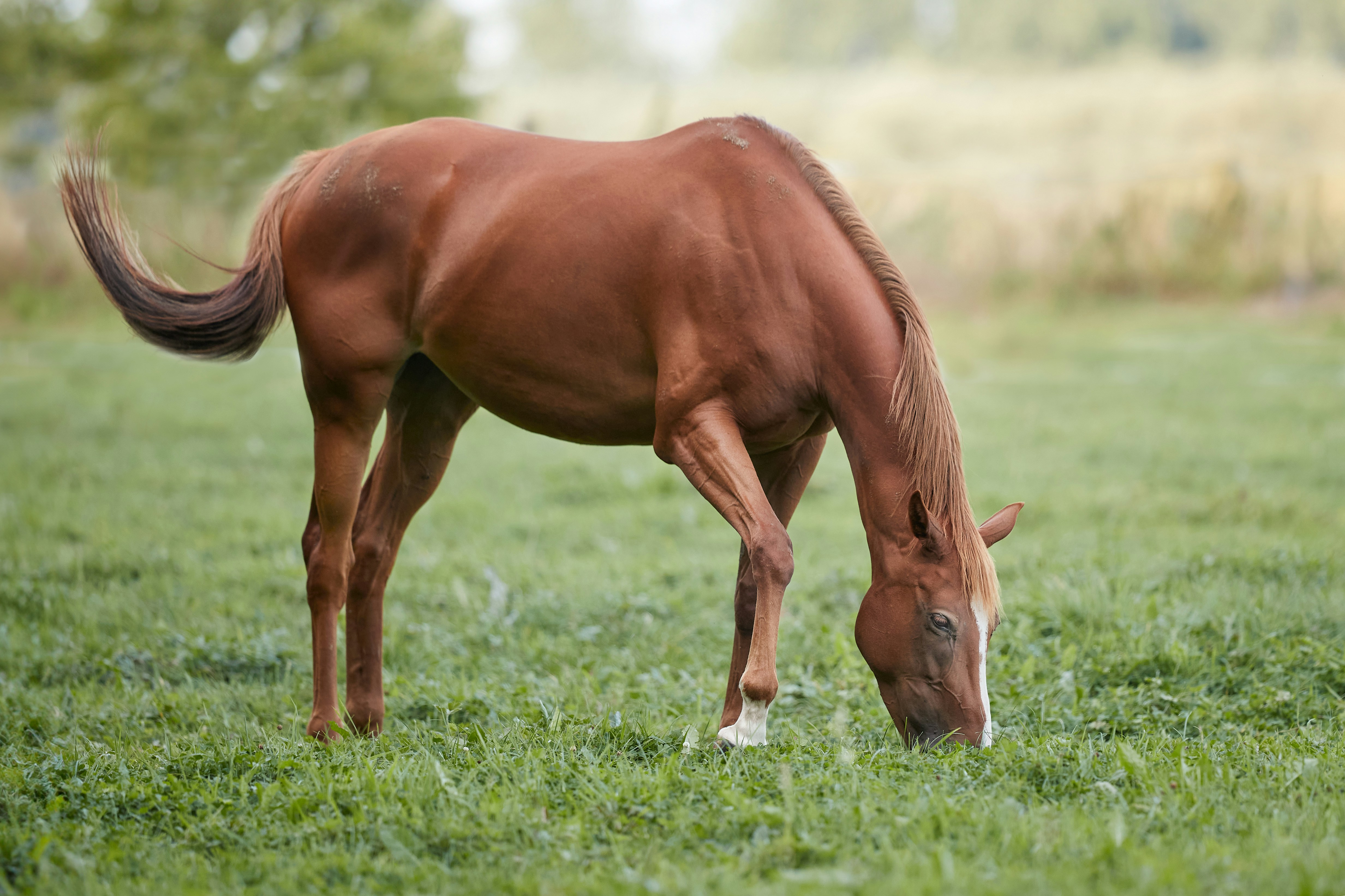 Pasture Nurse: A Chestnut Mare Grazes Under Soft Afternoon Light