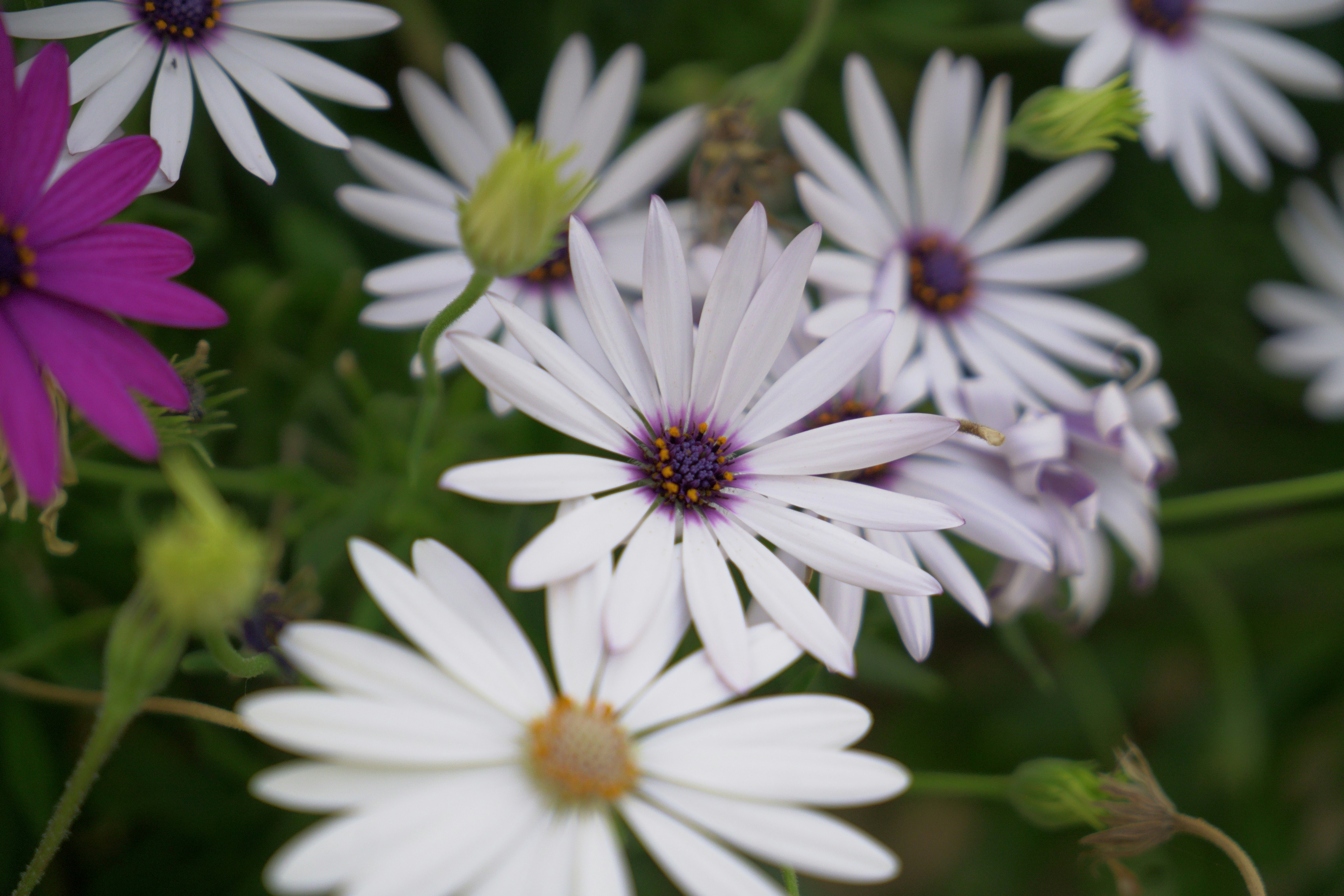 Center Bloom: A Cluster of Daisy-like Flowers in Soft Focus