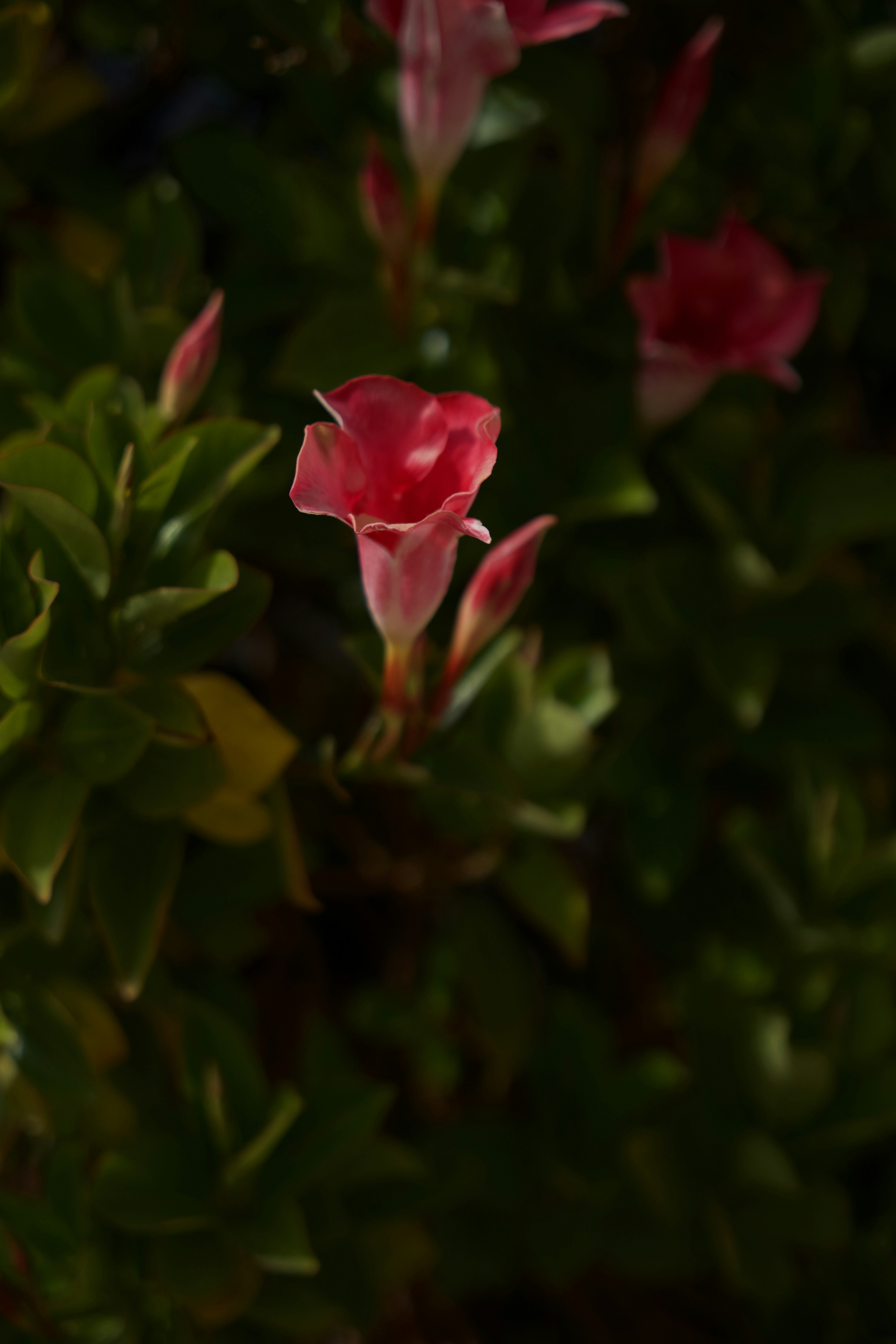 Crimson Bloom Kept in Shade: A Quiet Garden Moment
