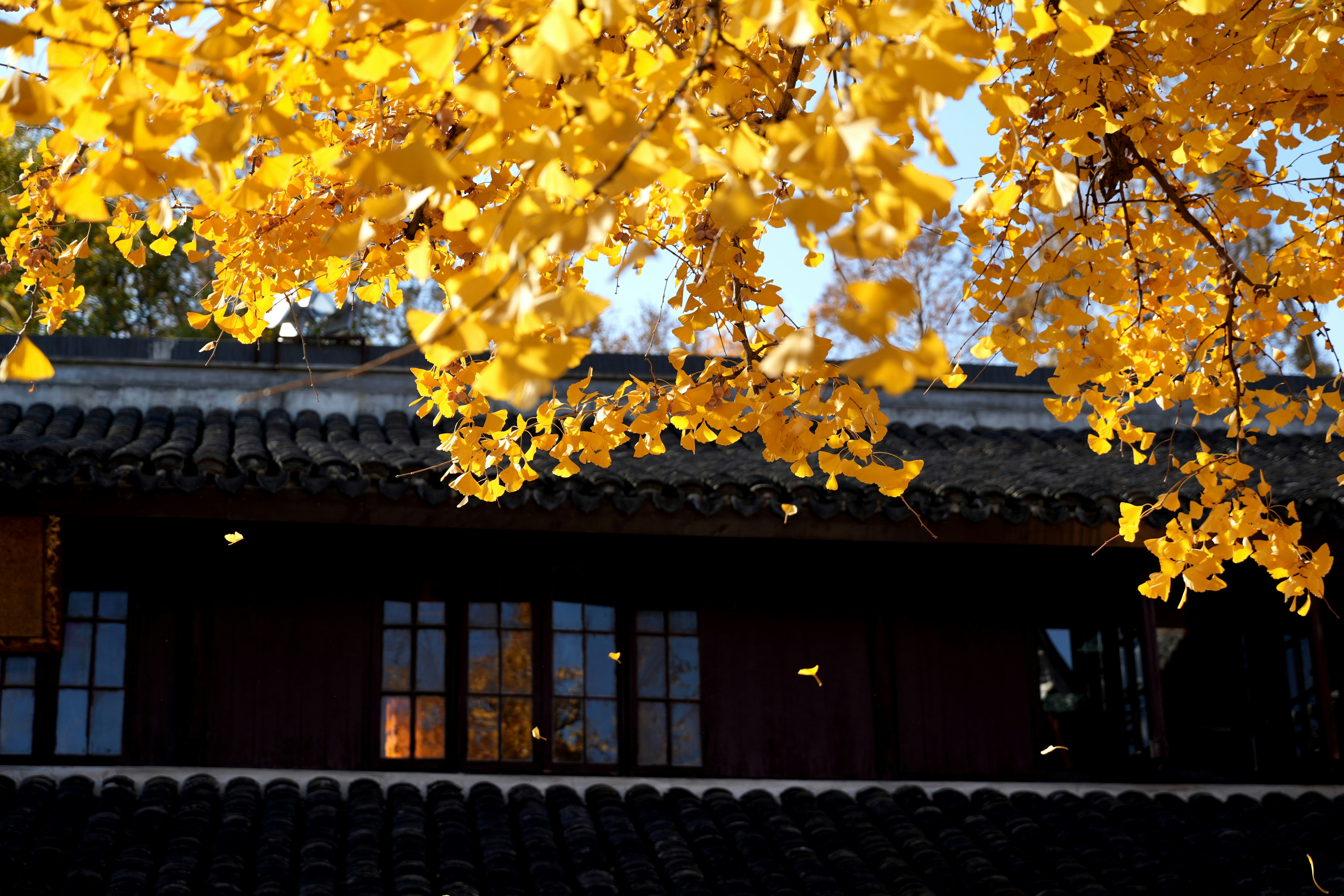 Autumn Overhang: Golden Leaves Framing a Quiet Rooftop