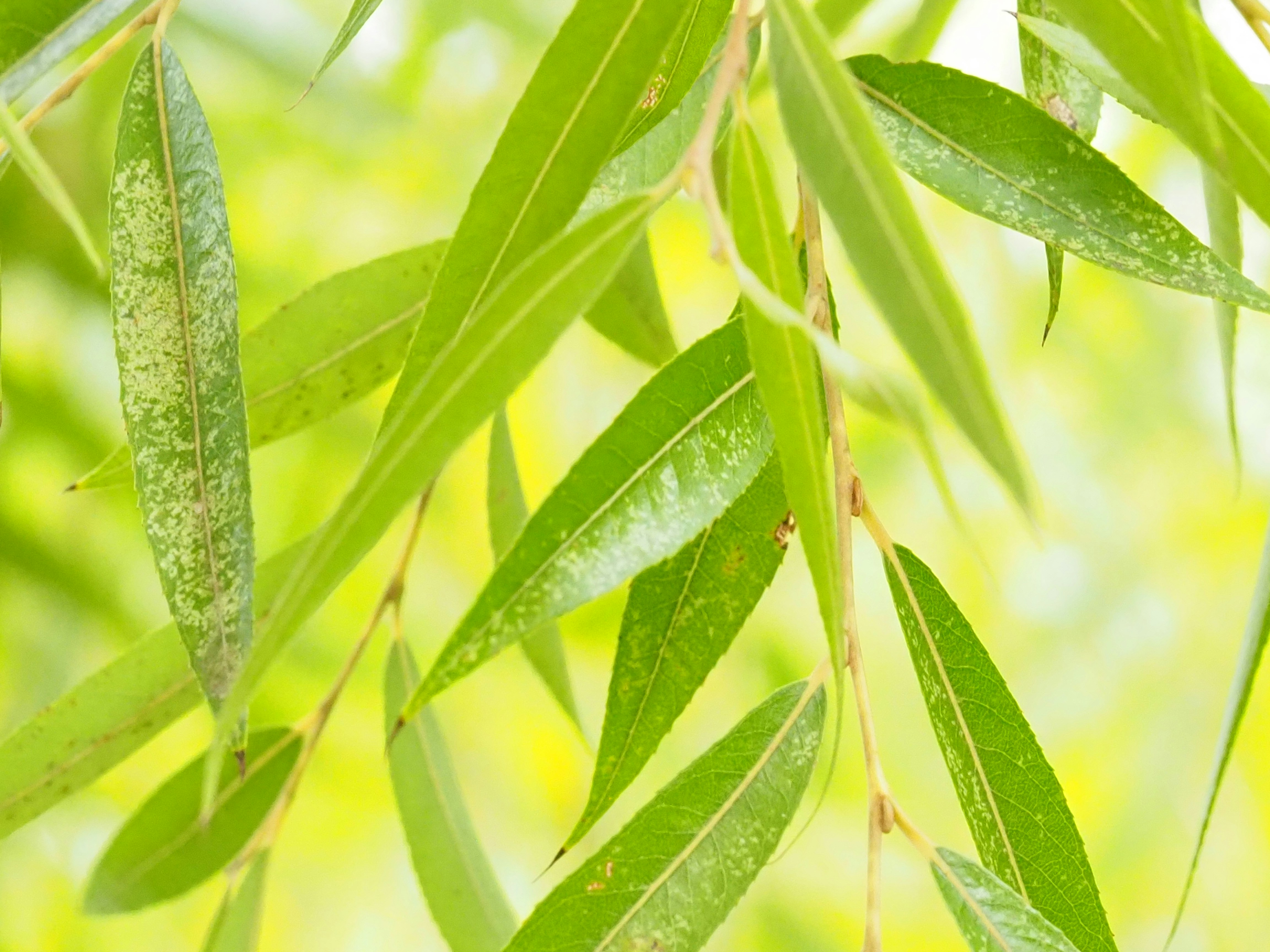 Sunlit Olive Leaves Shimmering in a Gentle Breeze