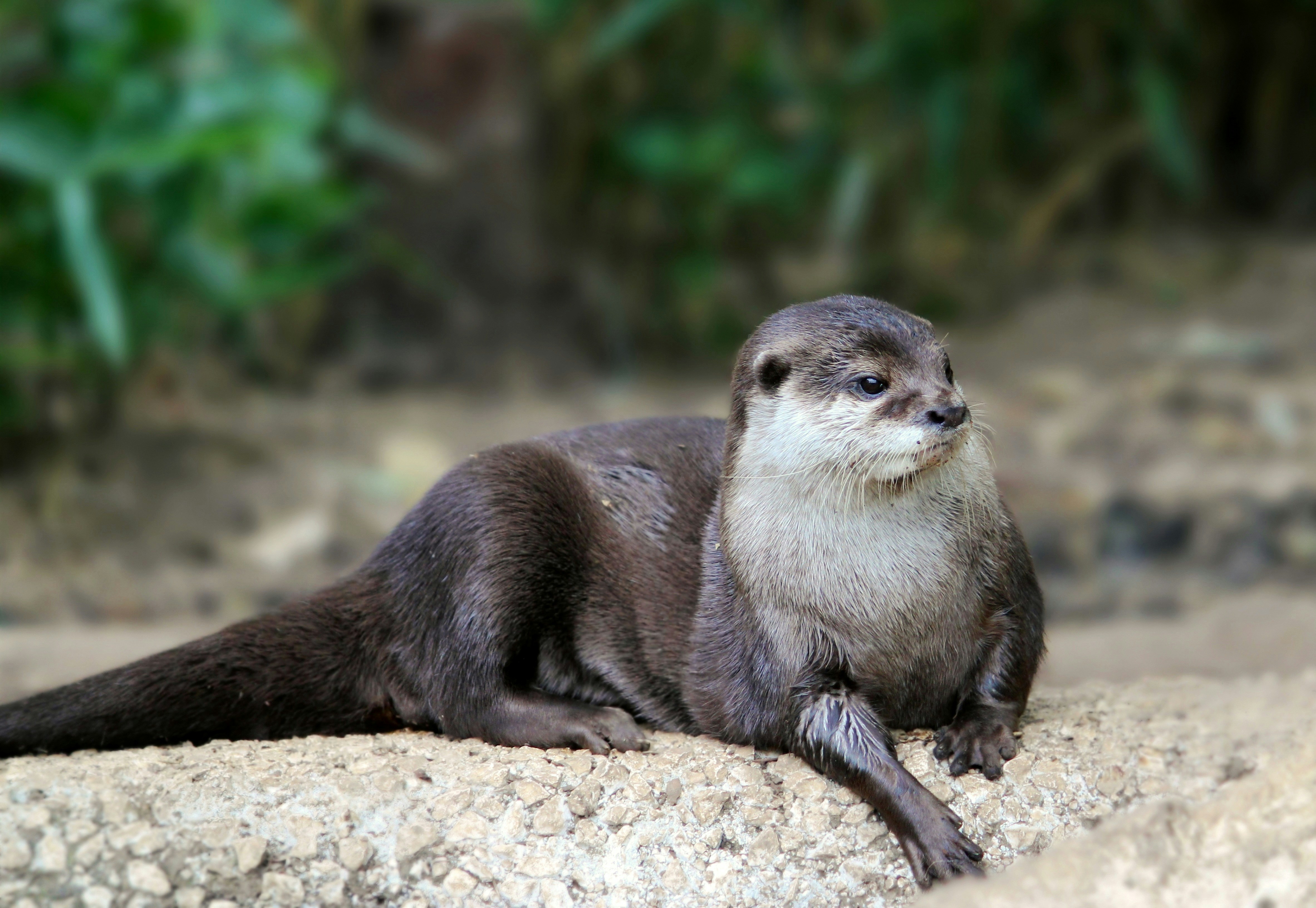 Curious otter on a sunlit stone verge