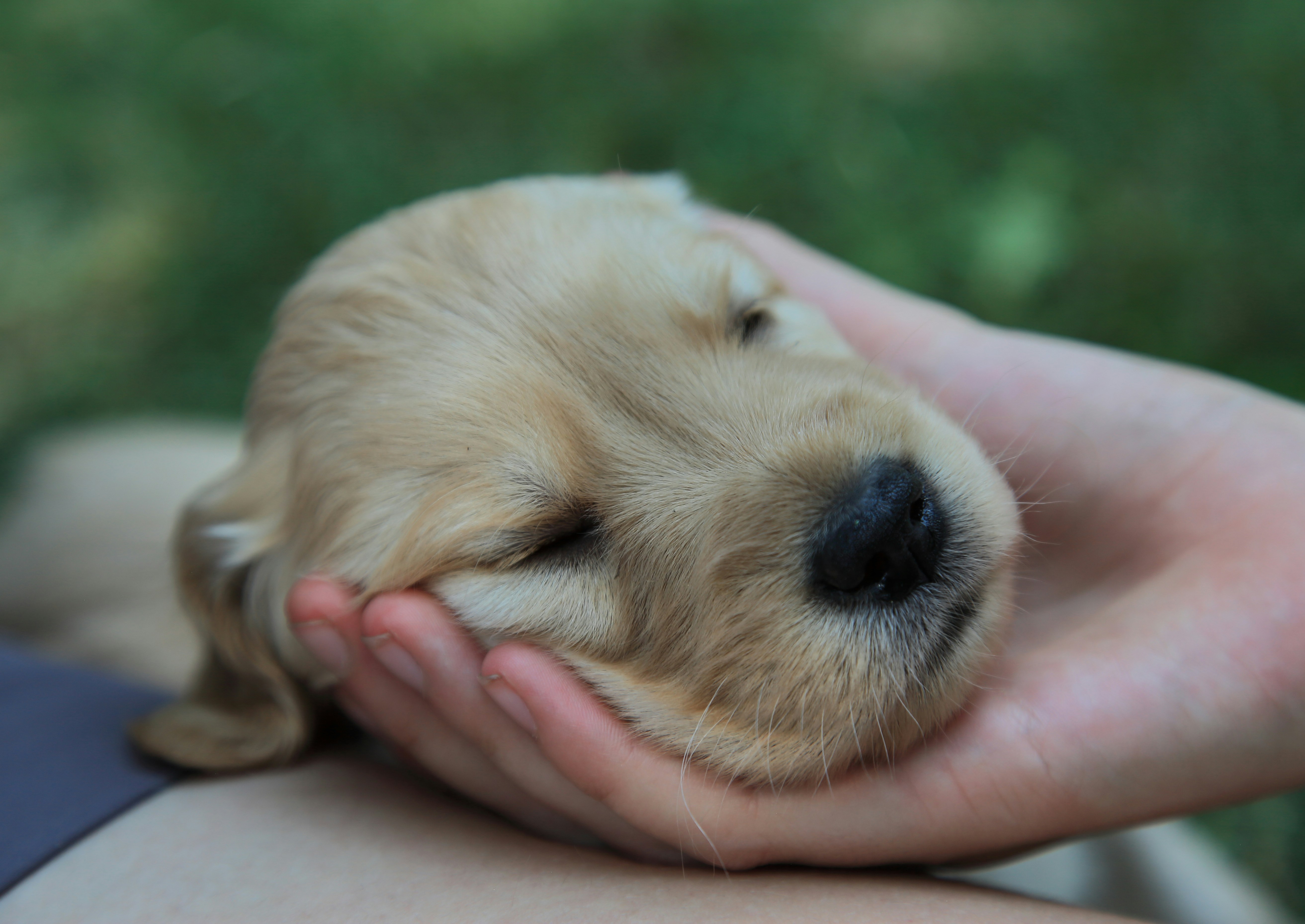 Affectionate Puppy Slumber: Gentle Hands and a Dreaming Snout