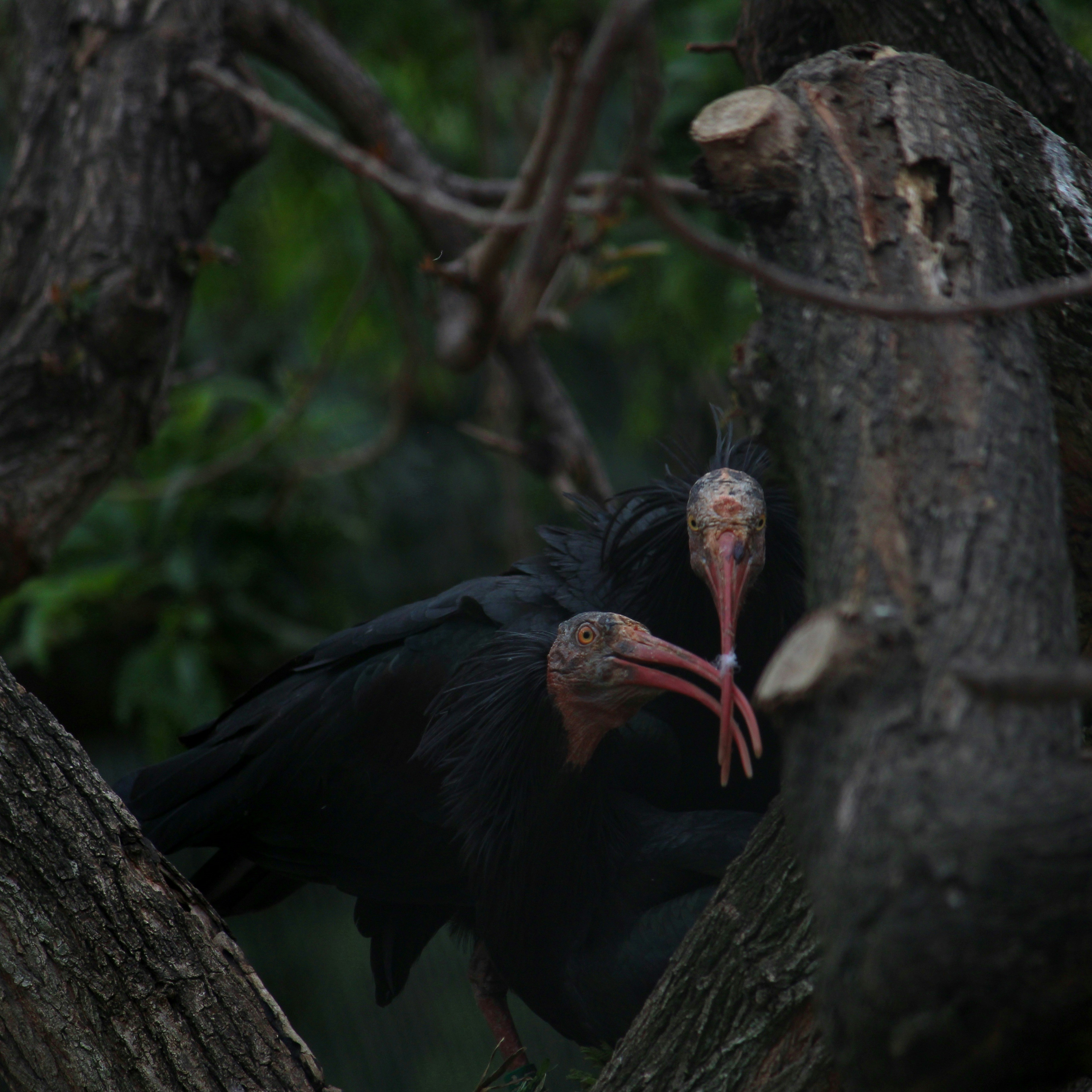 Dark Nest: A Pair of Vultures in the Shadowed Branches