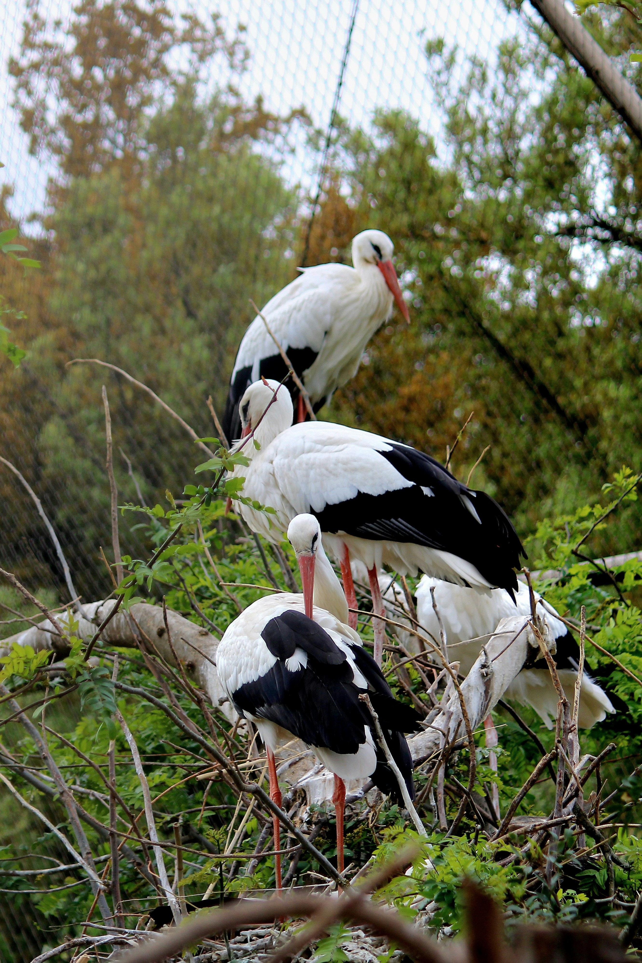 Stately Storks Nestled in a Thorny Backyard