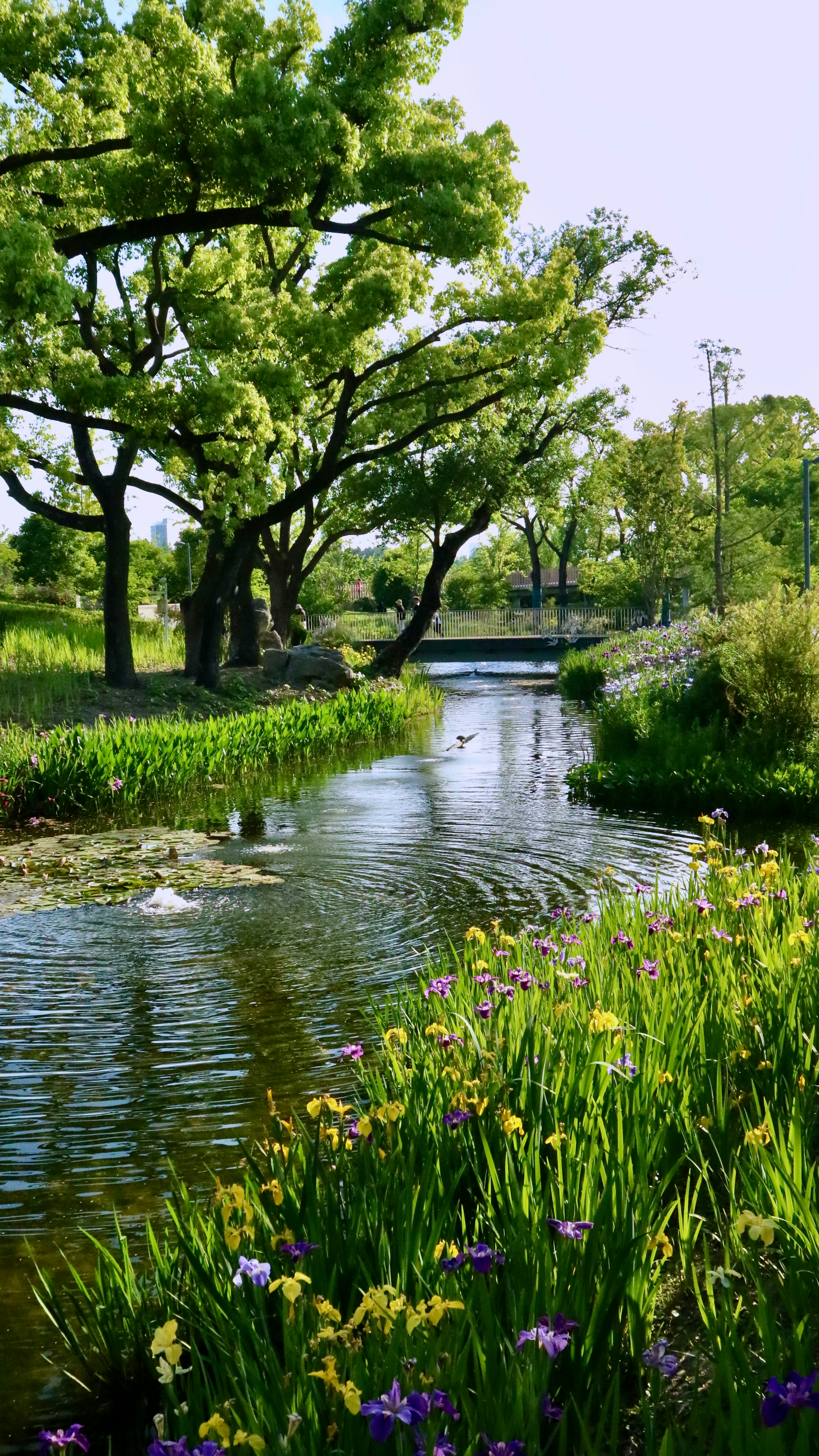 Sunlit Riverbank Botanics: A Quiet Moment by the Willow and Iris