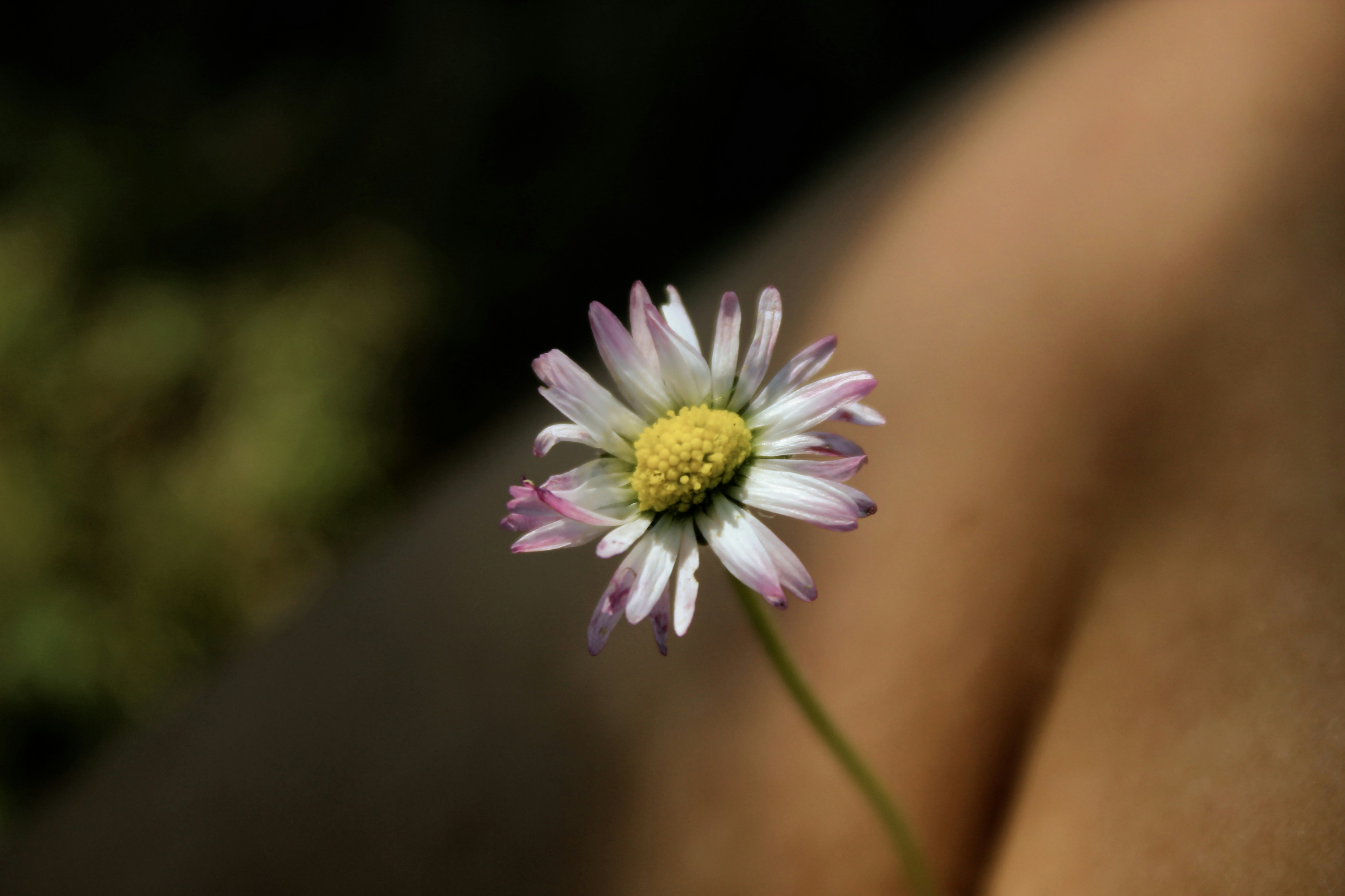 Close-up of a single small daisy with yellow center and white-pink petals against a soft, blurred background; the composition highlights the flower's delicate form.