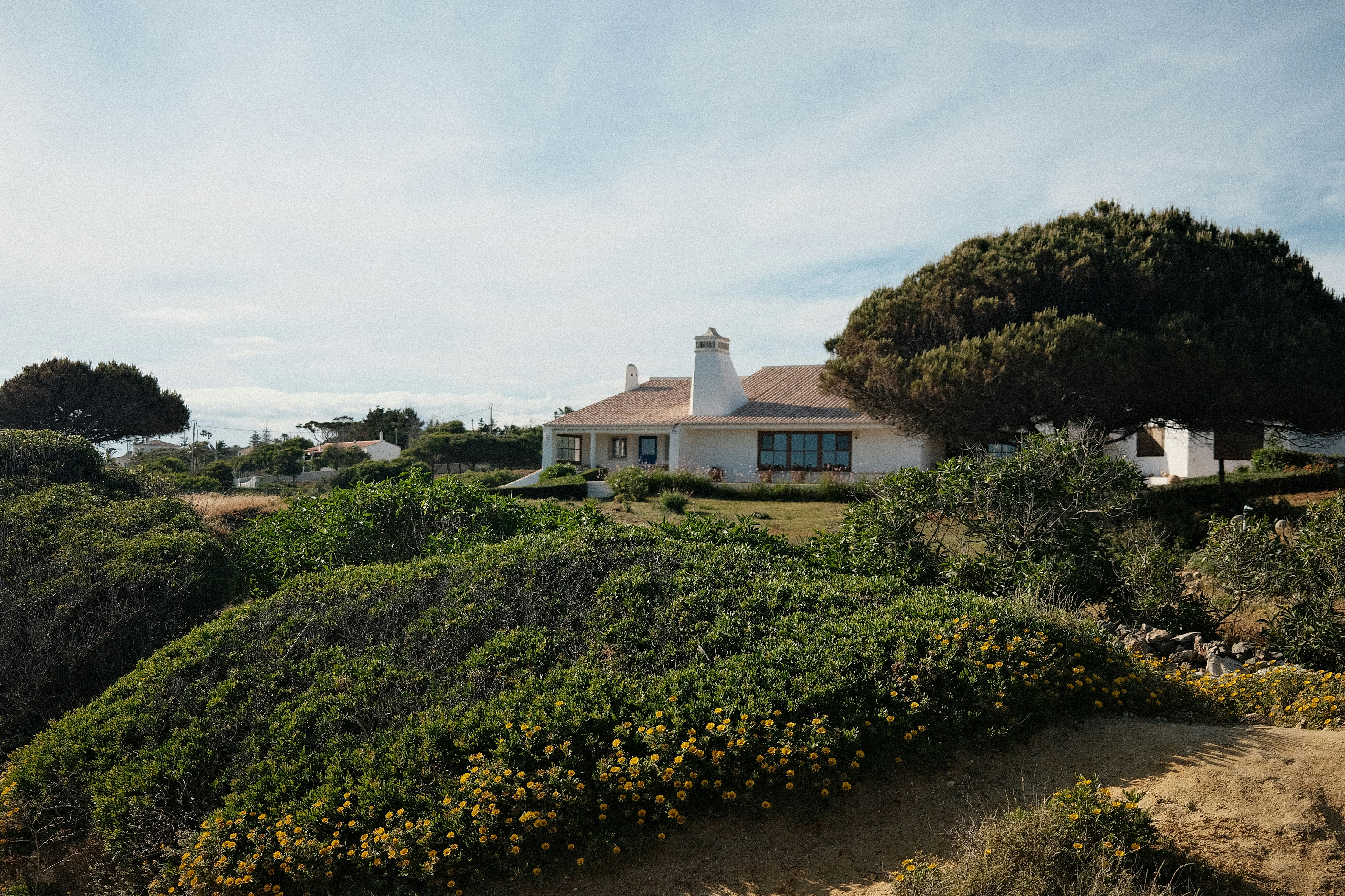 Coastal Cottage Framed by Flowering Hedgerows