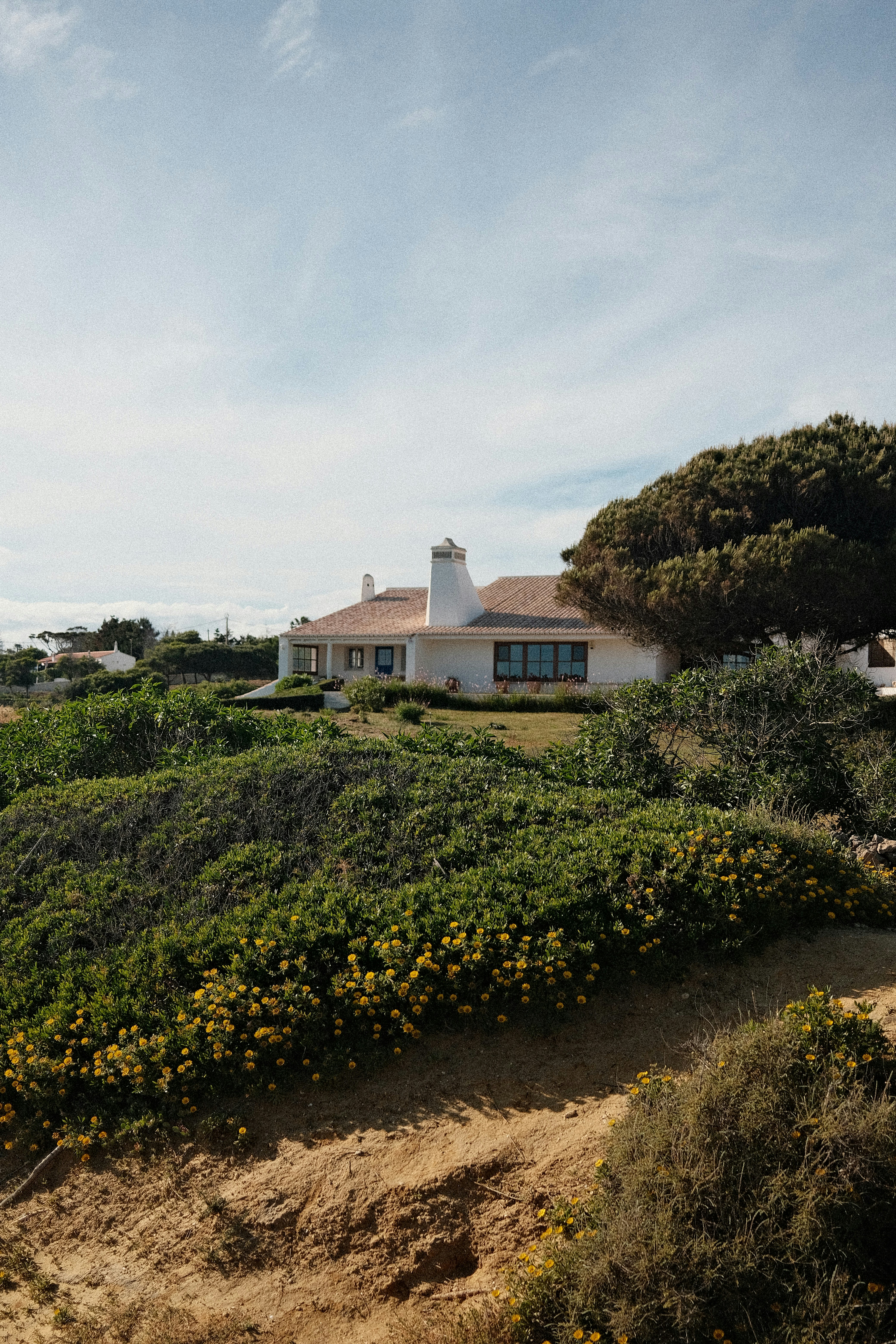 Coastal Garden Threshold: A White House Surrounded by Golden Coastal Flora