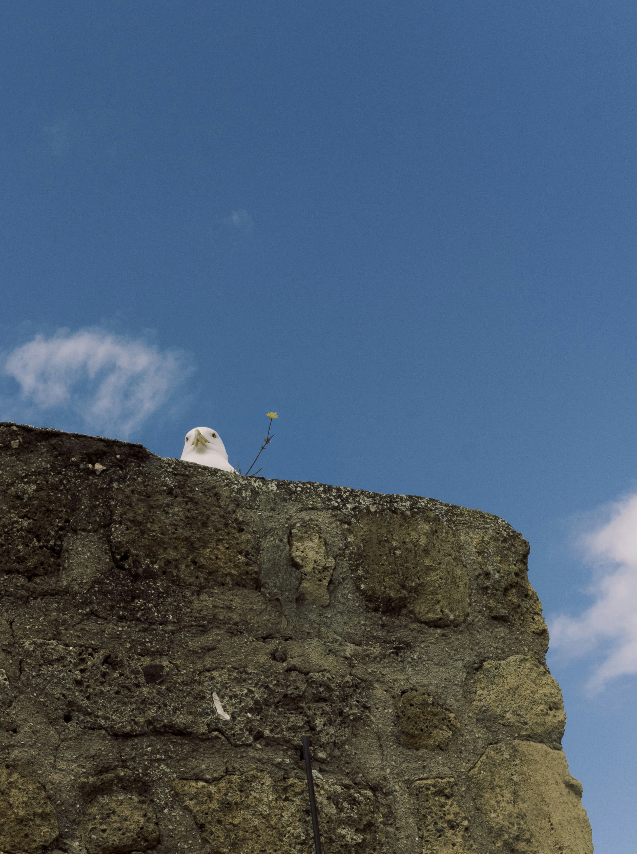 Top-Edge Sentinel: A Seagull Peeks Over a Weathered Wall