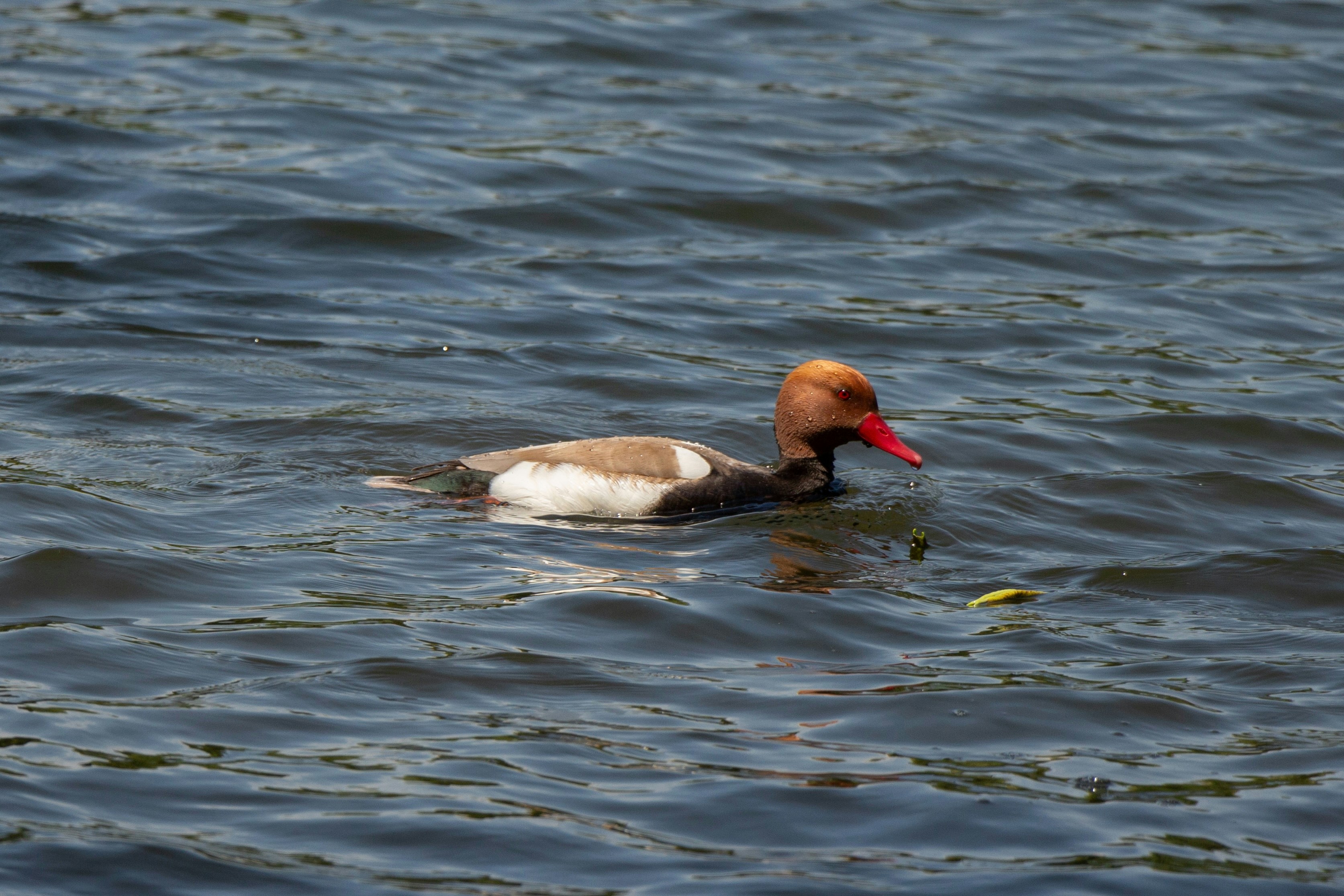 Red-billed Diving Duck Gliding Across Moonlit Ripples