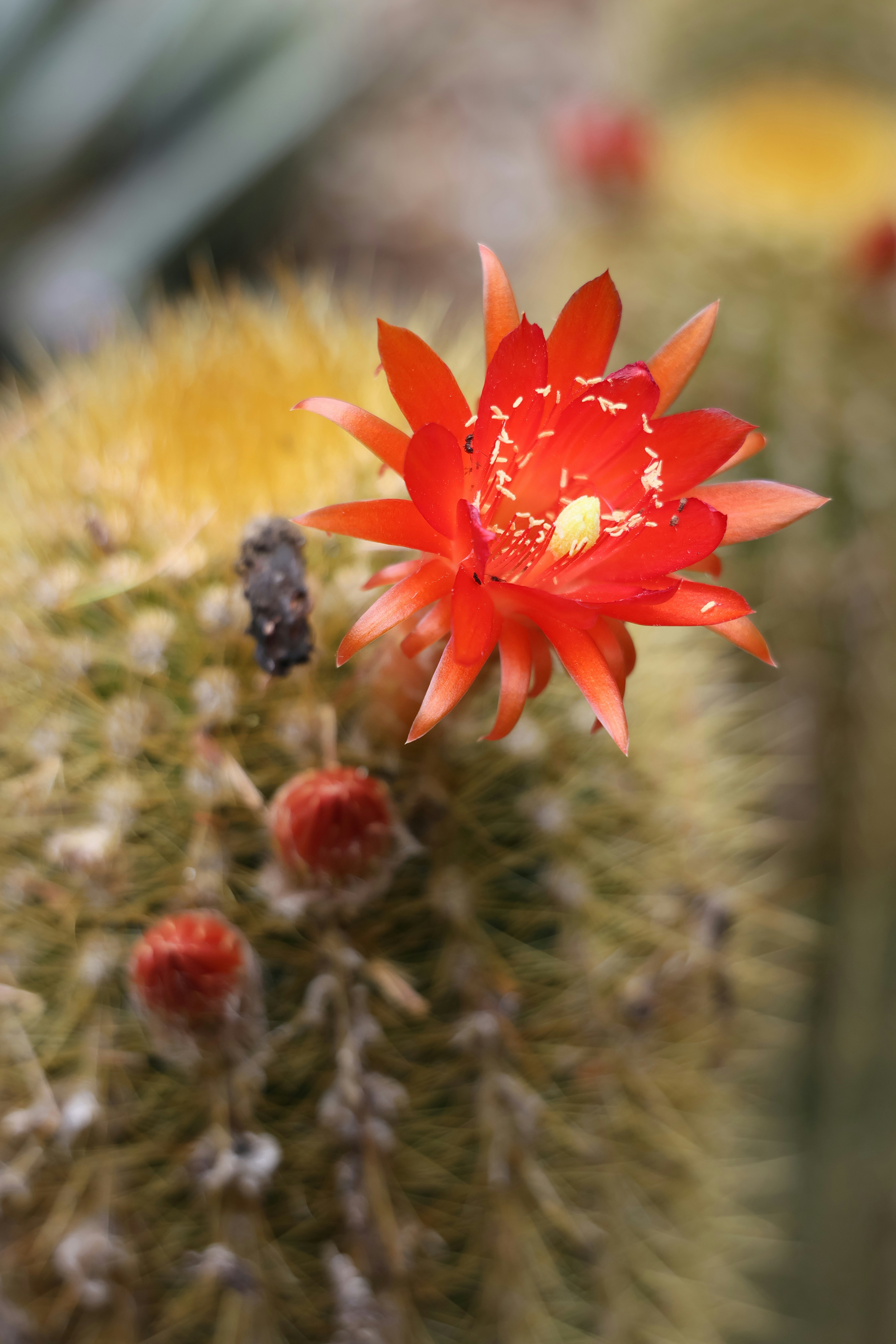 Crimson bloom on a prickly sentinel