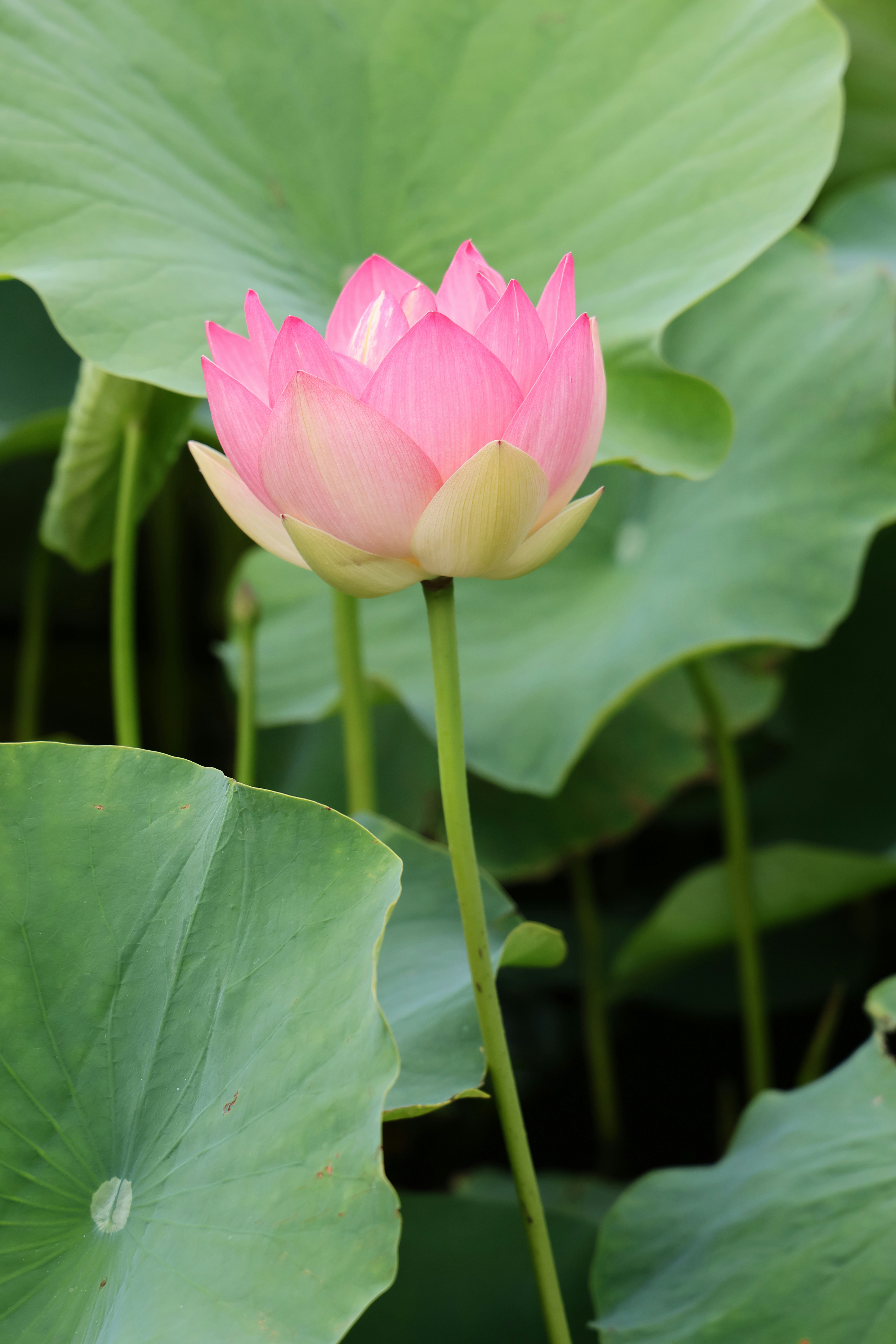  Pink lotus bloom rising amid emerald pads in soft-focus pond setting