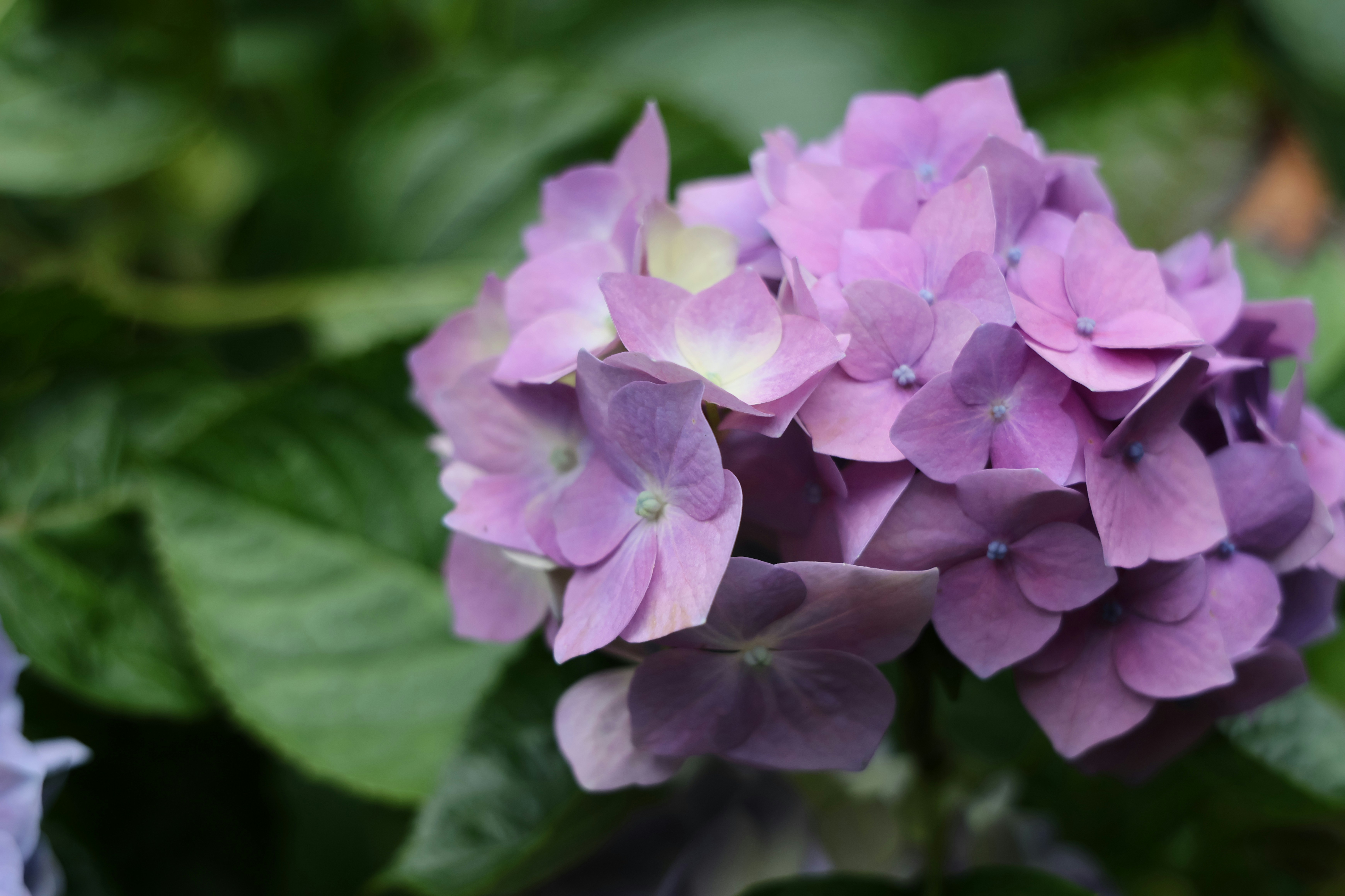 Hydrangea Bloom in Soft Focus Greenery