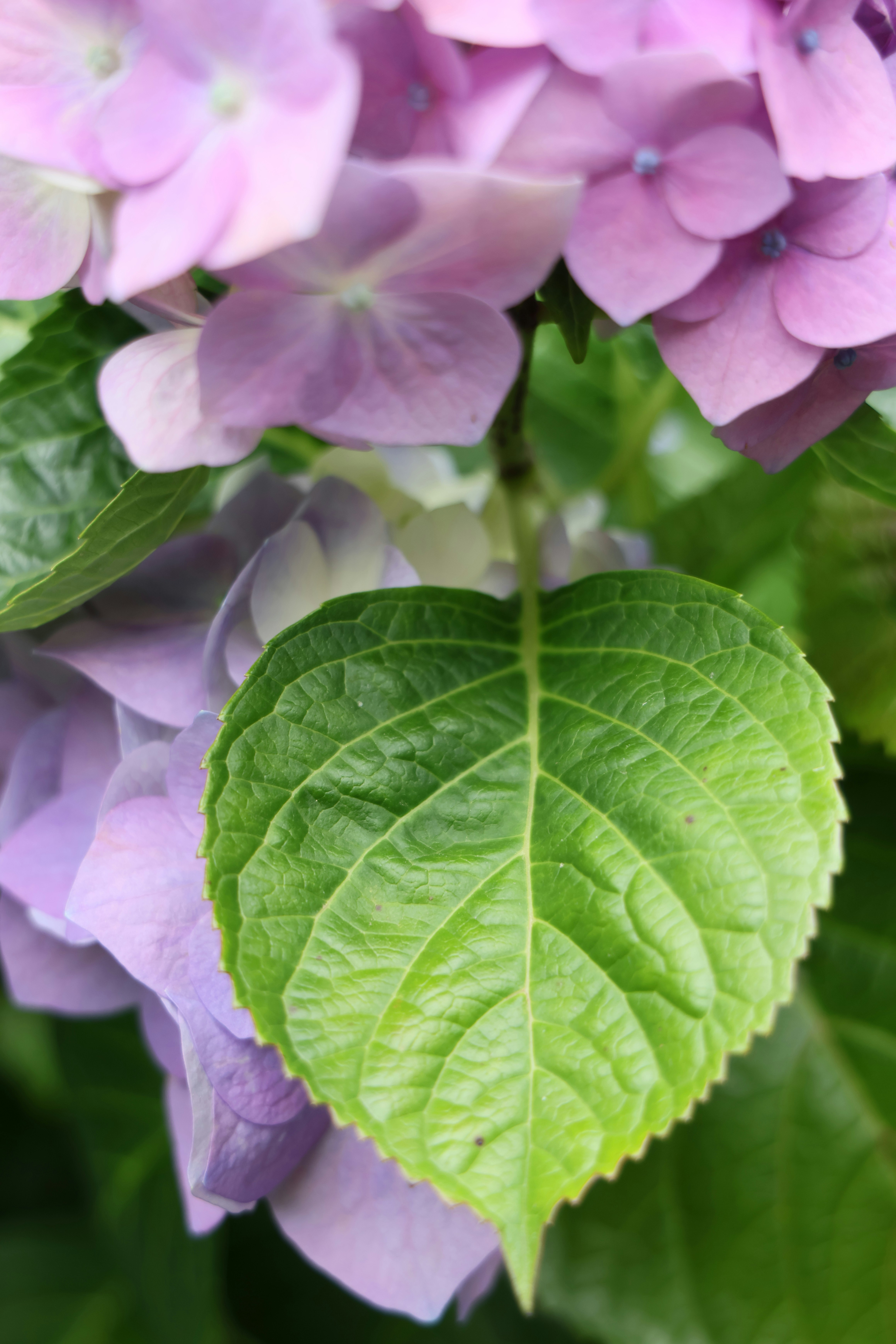 Close-up of a Bright Green Leaf Resting on Lavender Hydrangea Petals