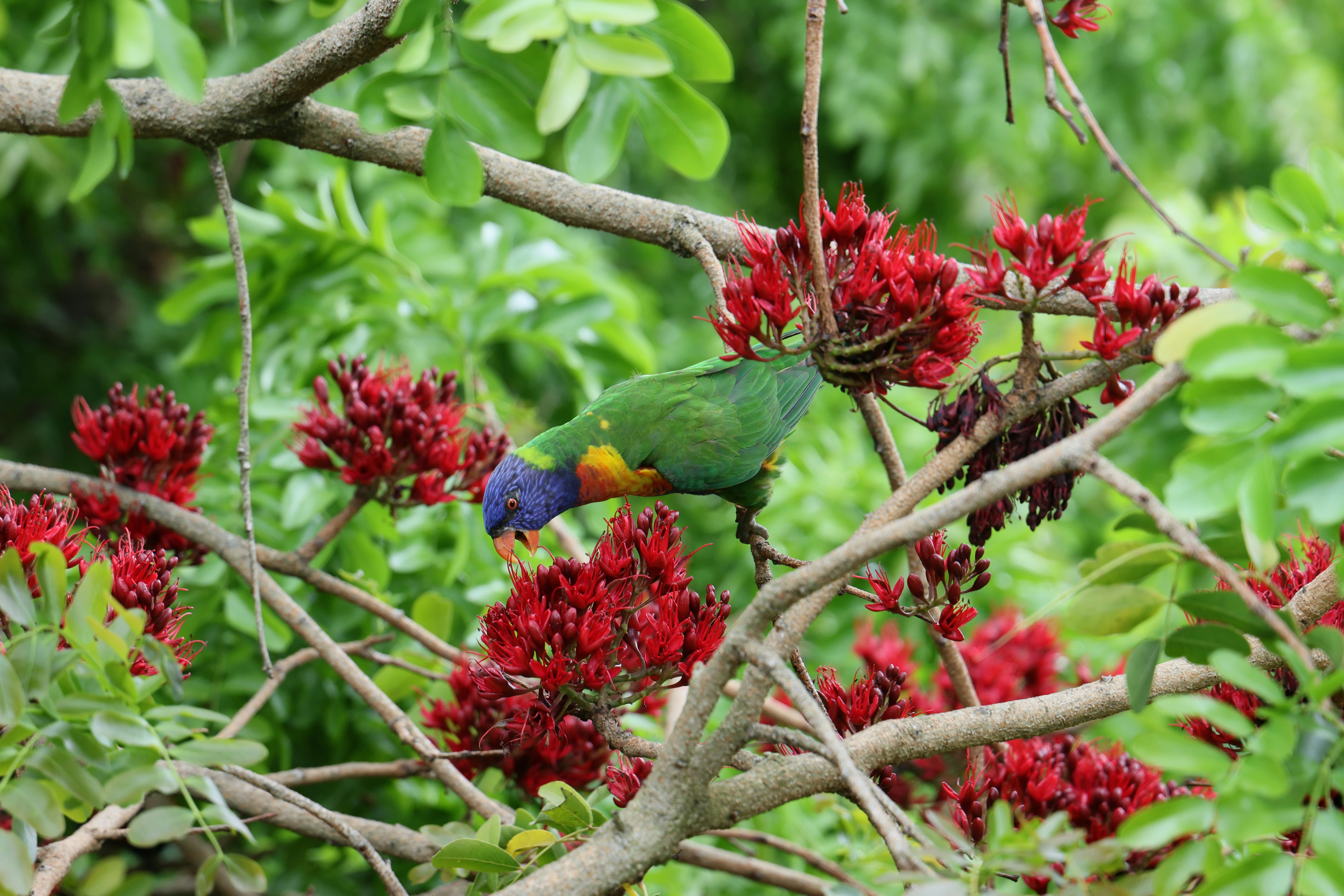 Vibrant Beak in a Red Blooms Tangle