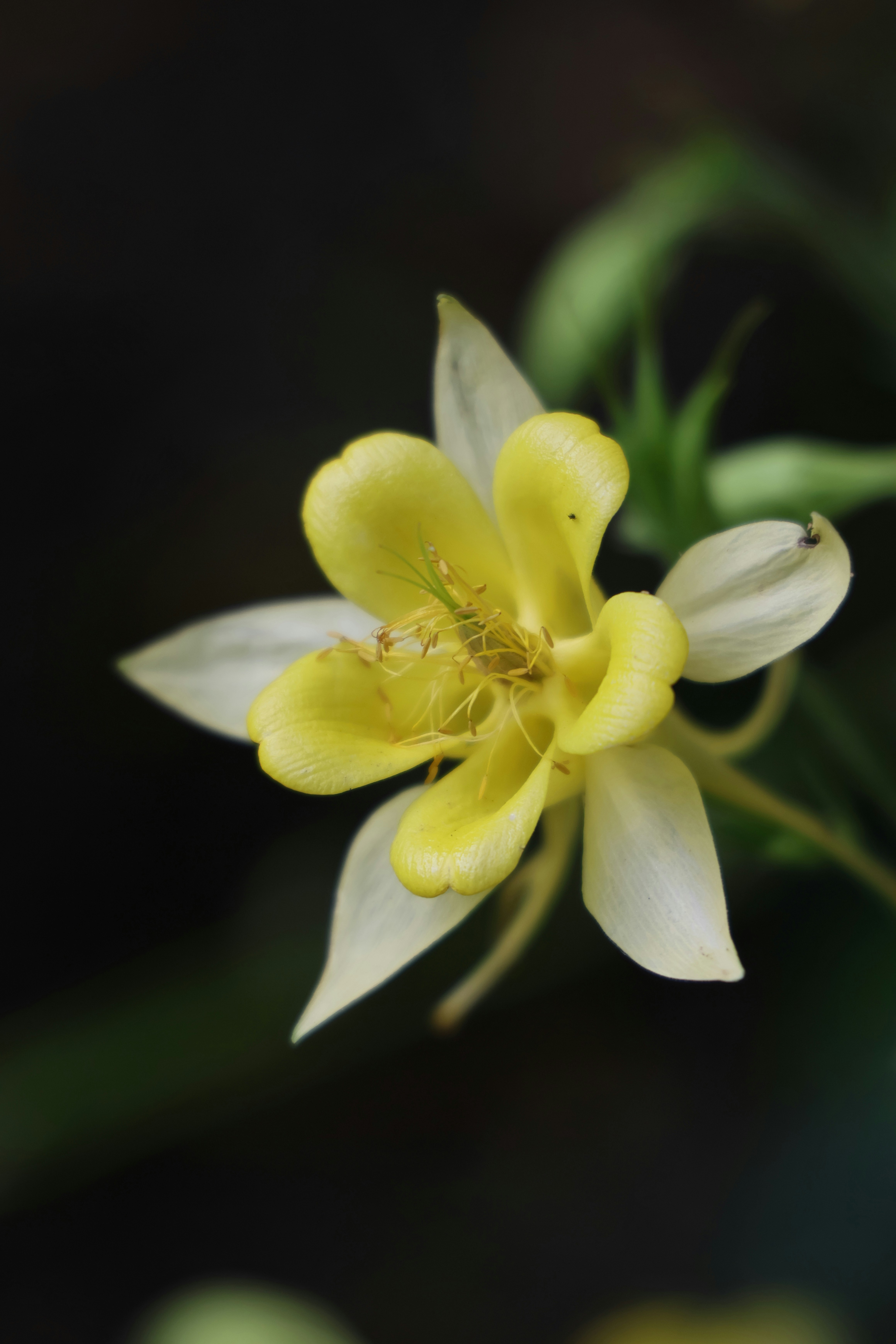 Yellow blossom in shadowed solitude