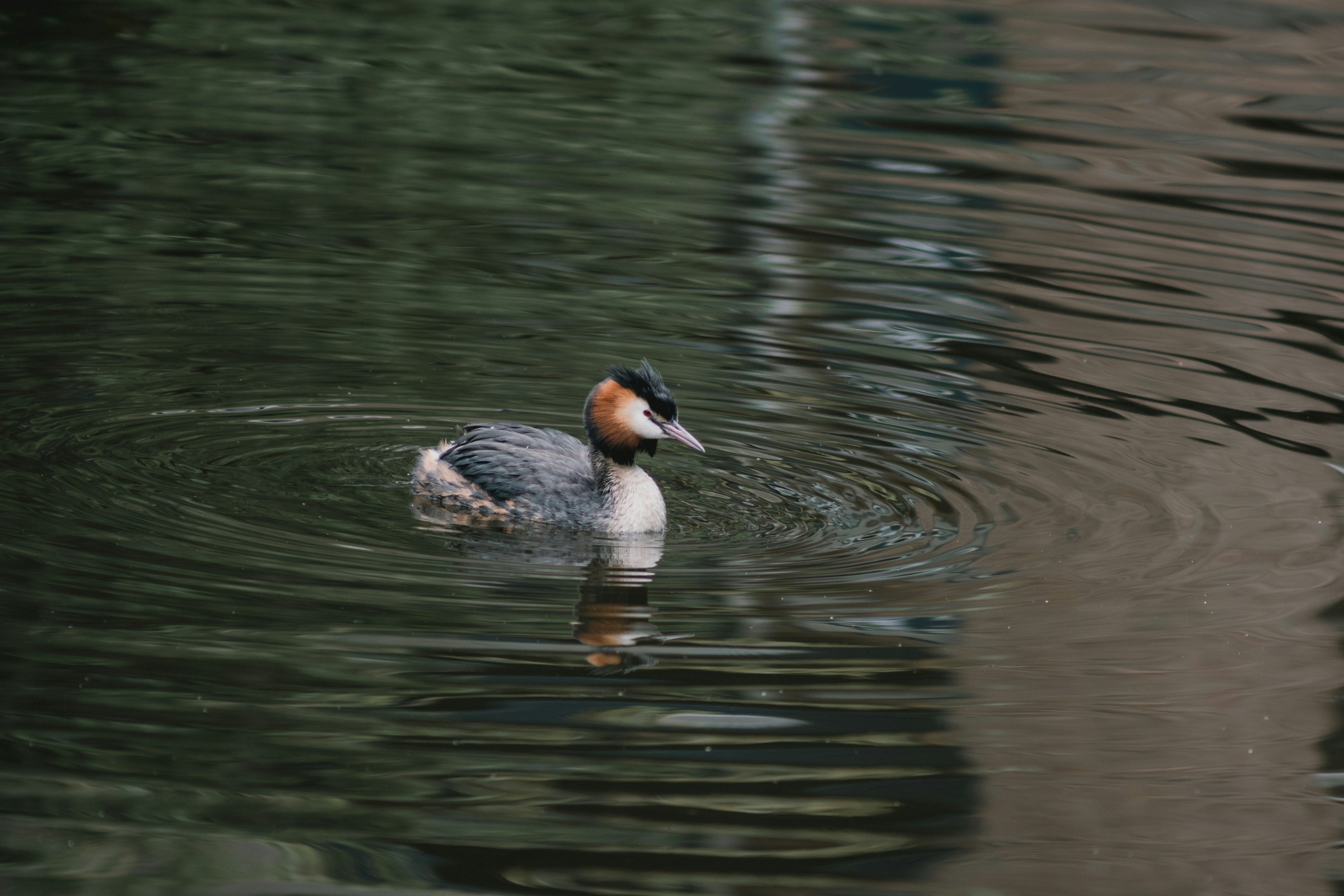 Dusky Whistler in a Quiet Lake Horizon