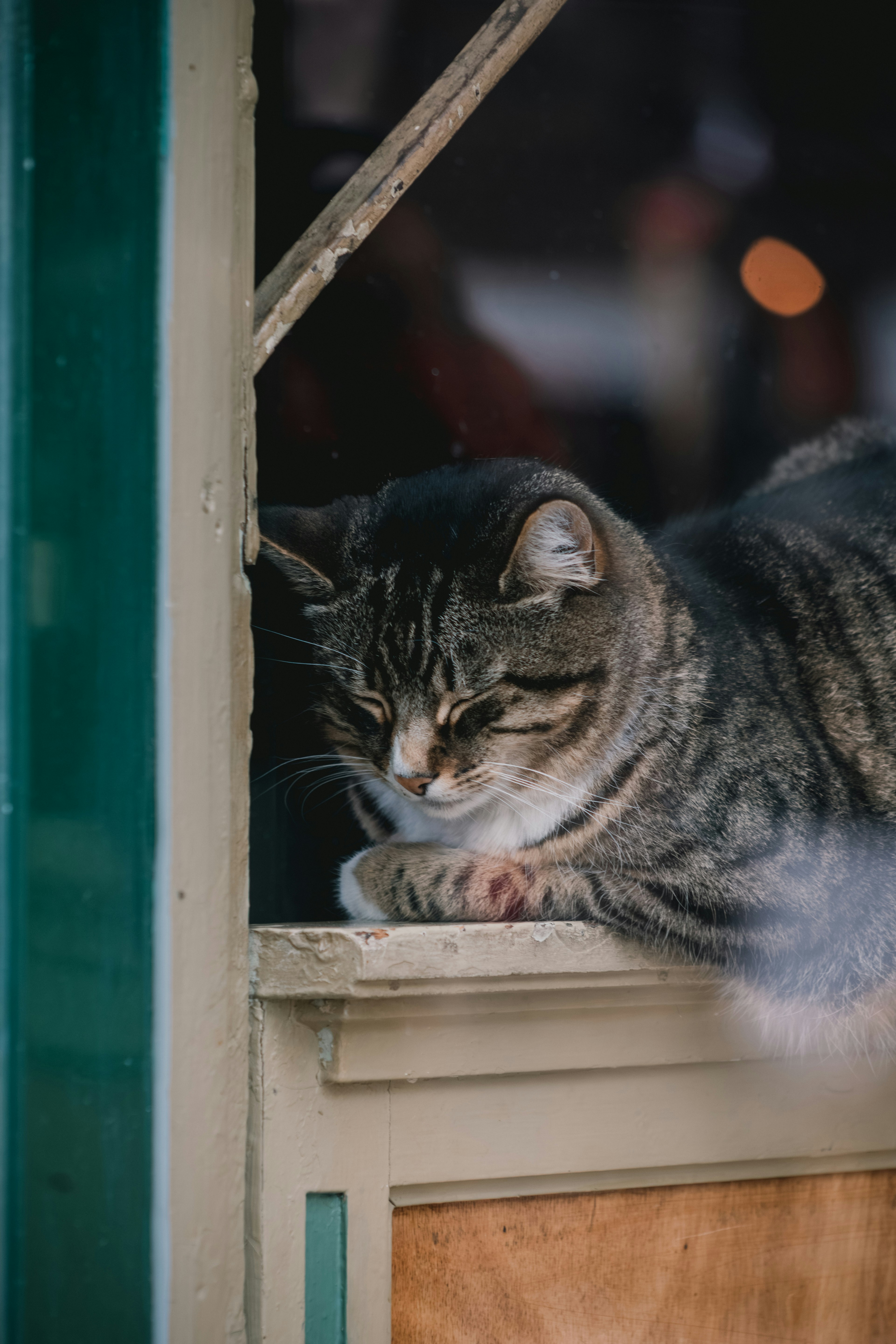 Cat at a Window Sill: Quiet Moment in Soft Focus