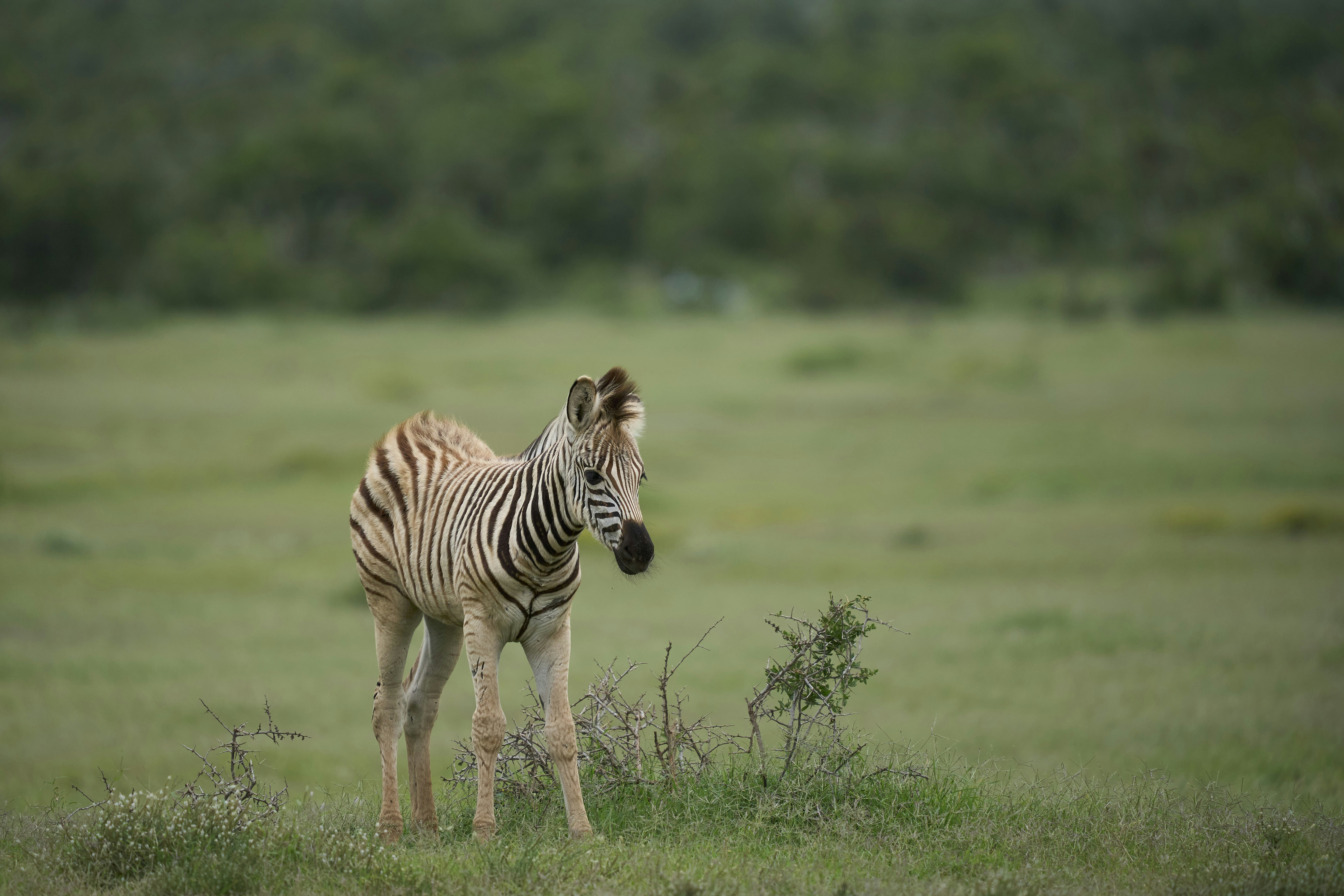 A Stride Through the Quiet Plains: Zebra Calf in Soft Light