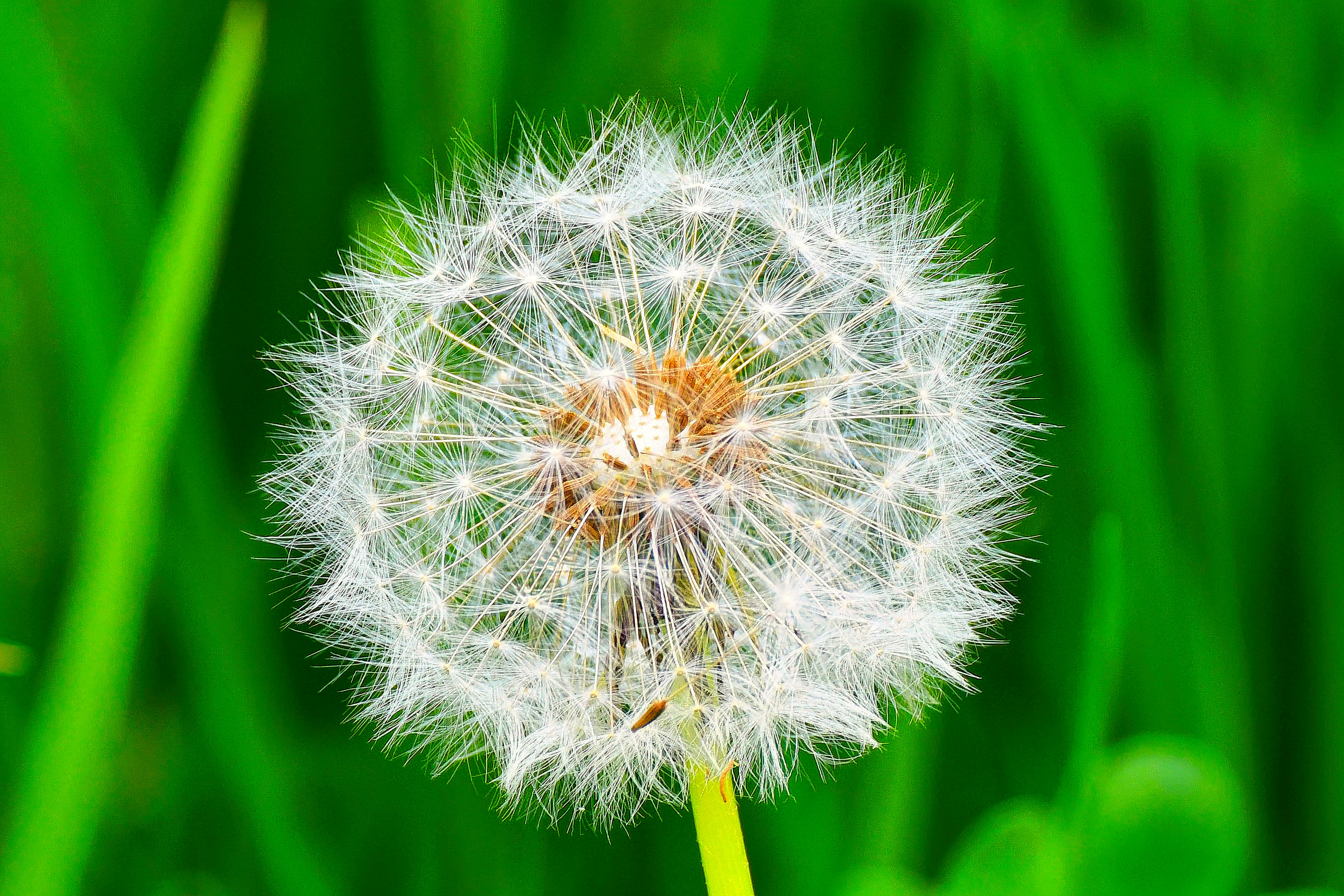Whispering Seed: A Dandelion Crown in Focus