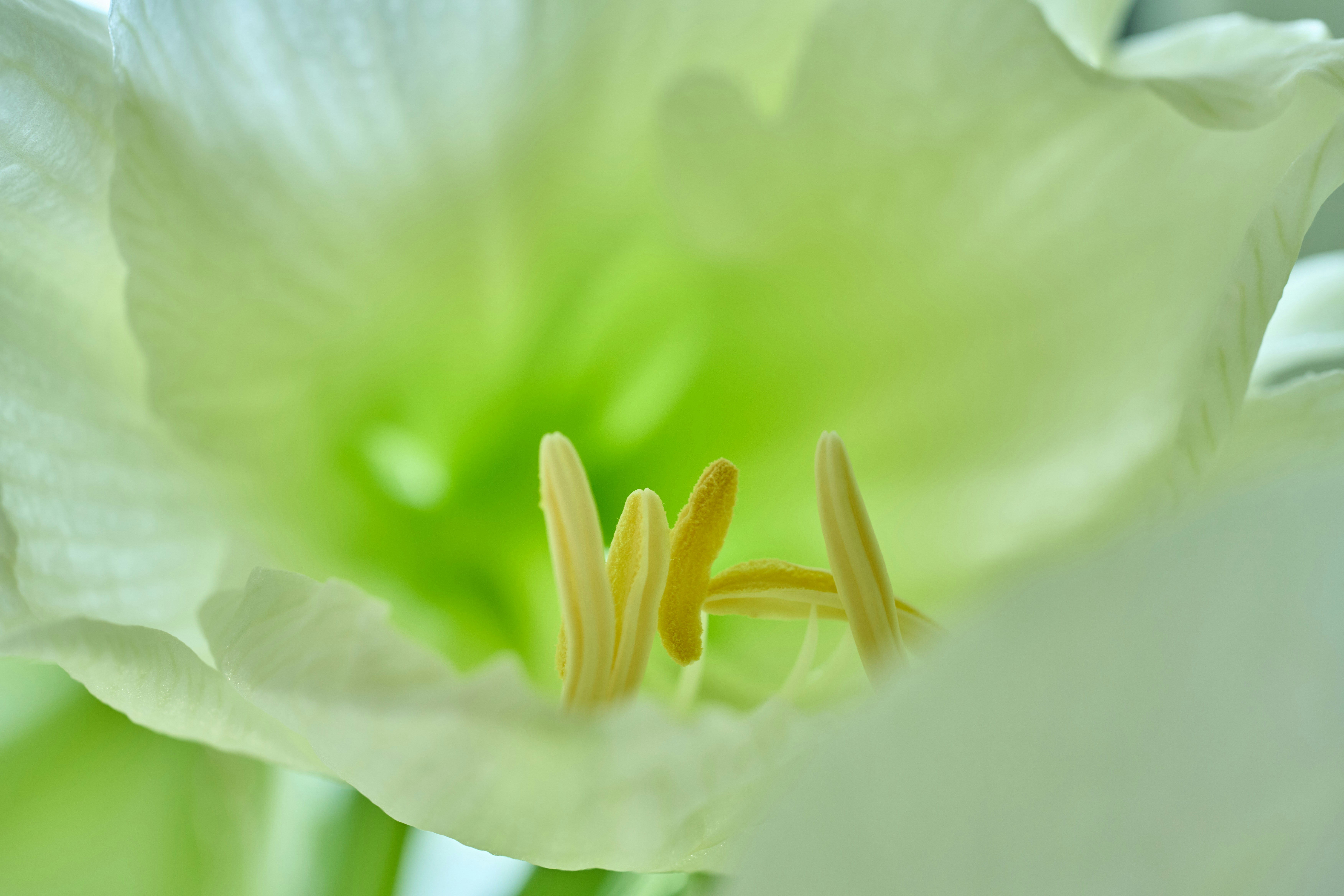 Inside the Green Arc: A Close-Up of Floral Reproductive Structures