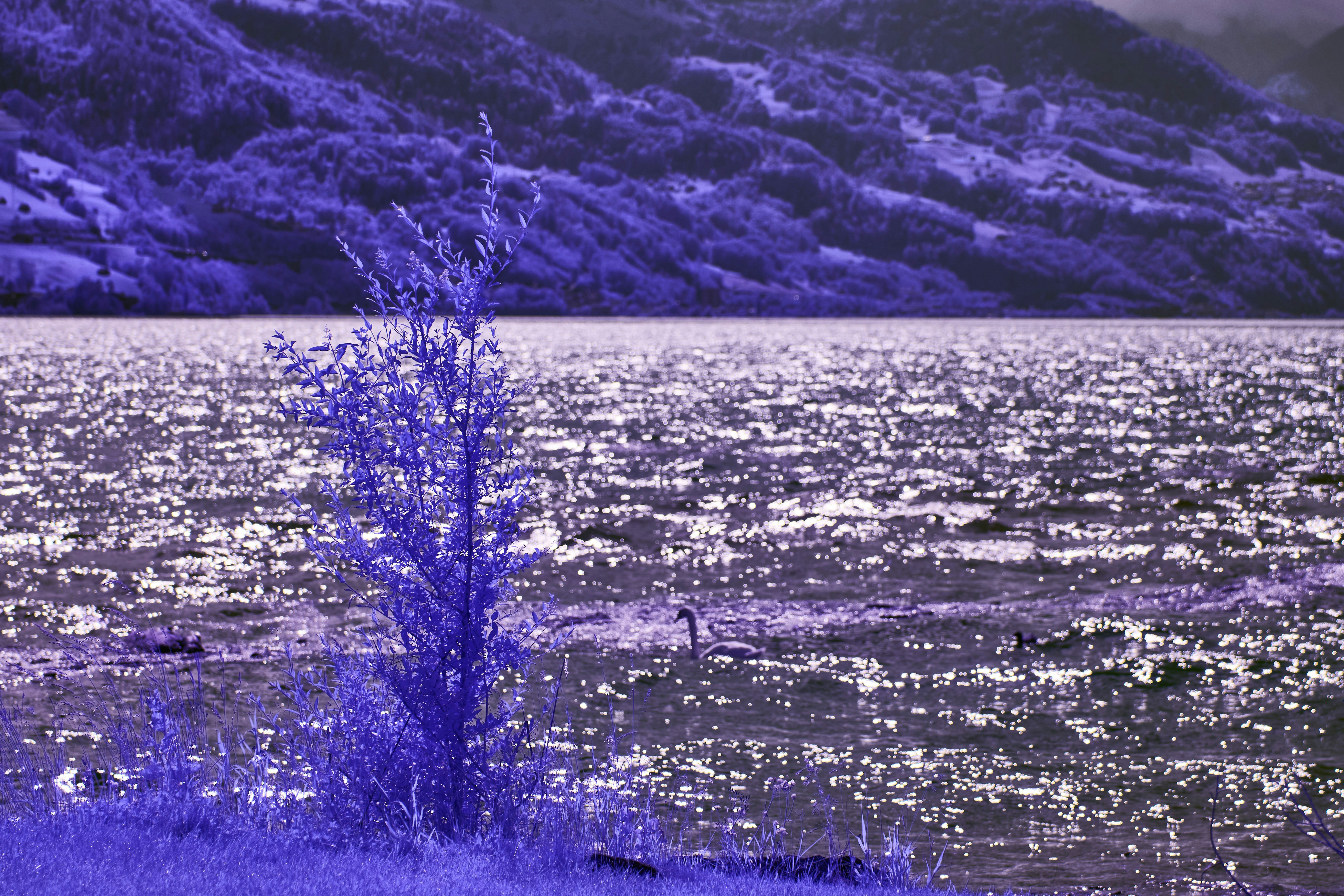 Purple quiet: a lakeside scene bathed in surreal violet hues