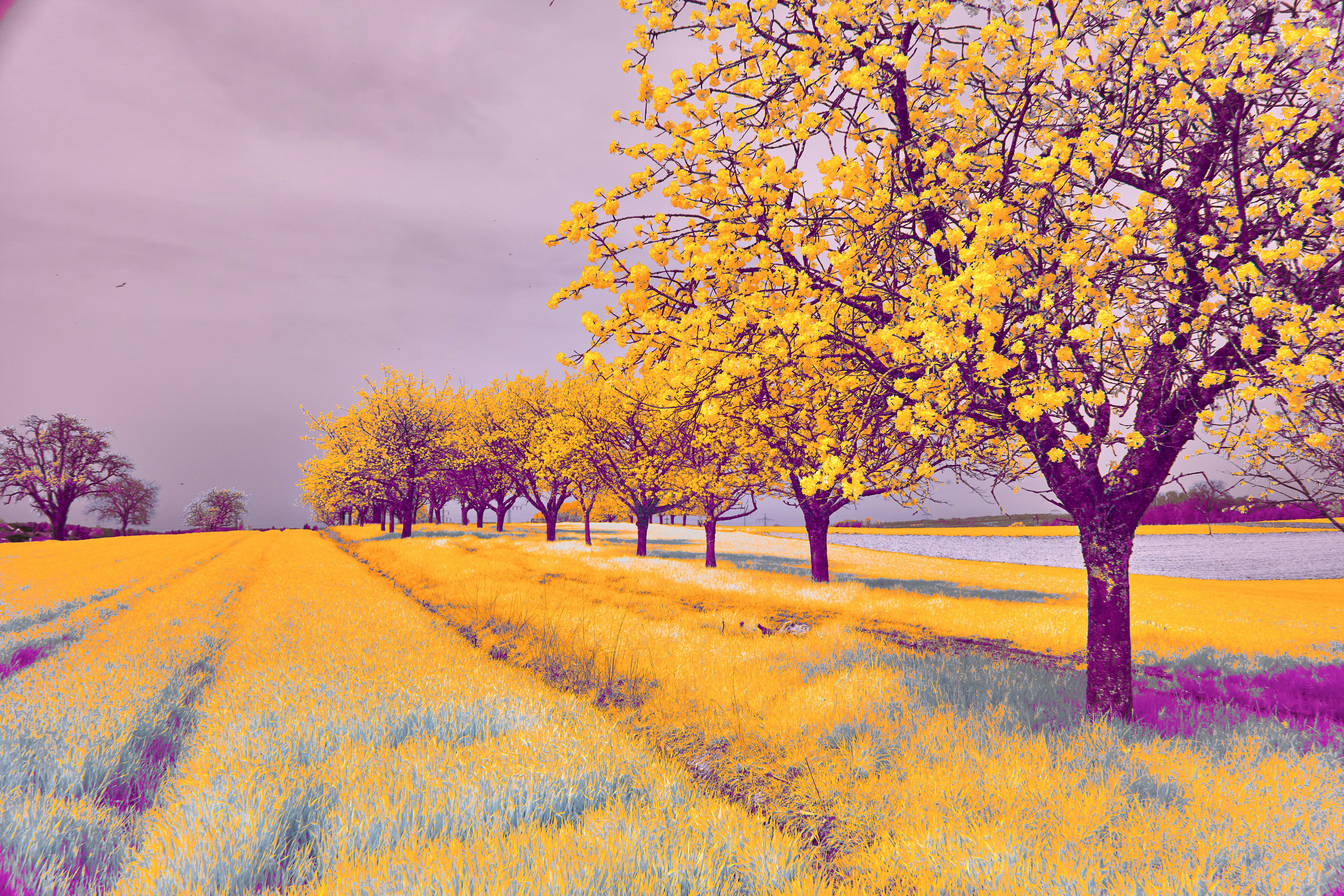 Row of Sunlit Trees Across a Violet-Hued Field