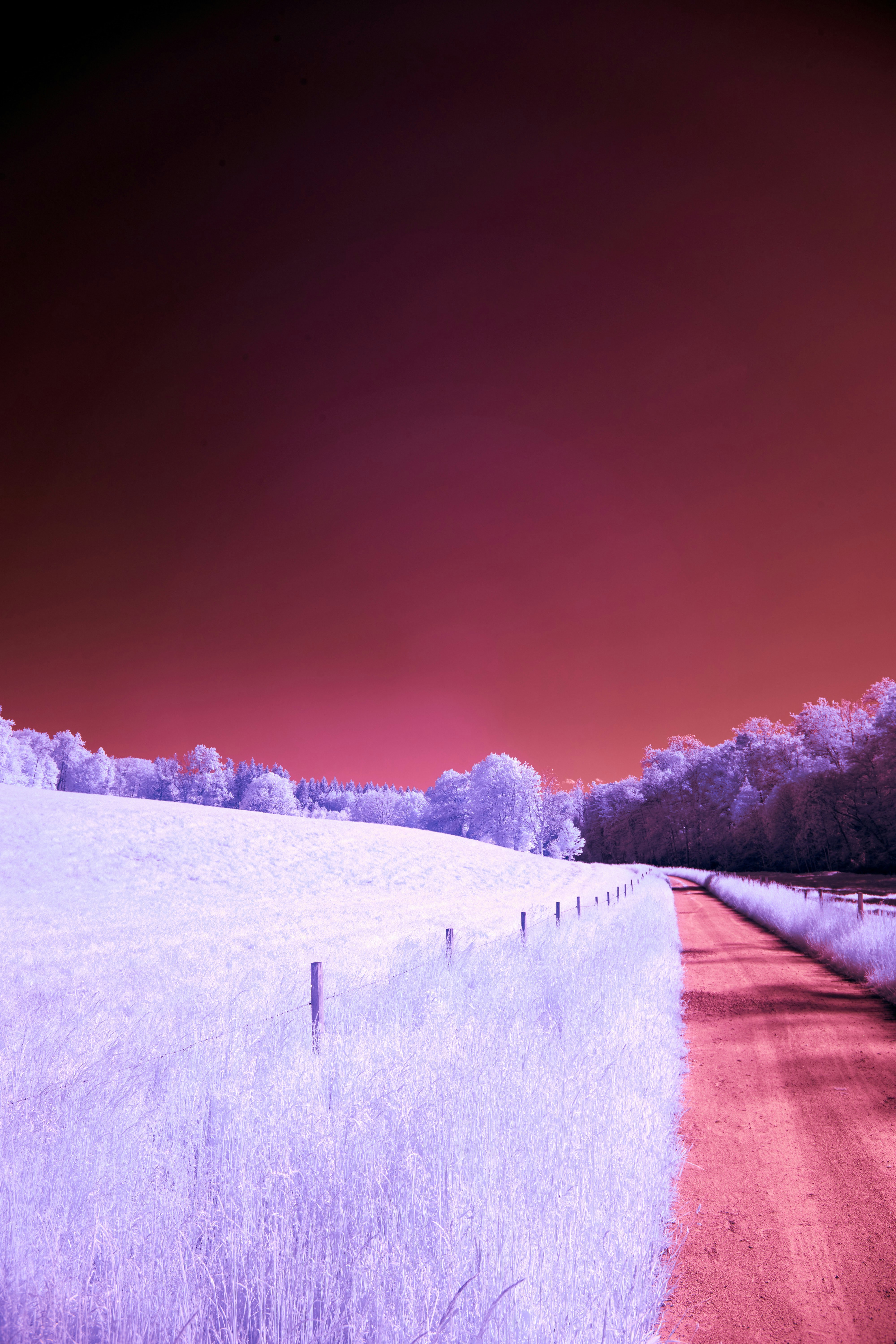 Crimson Horizon Over Lavender Fields