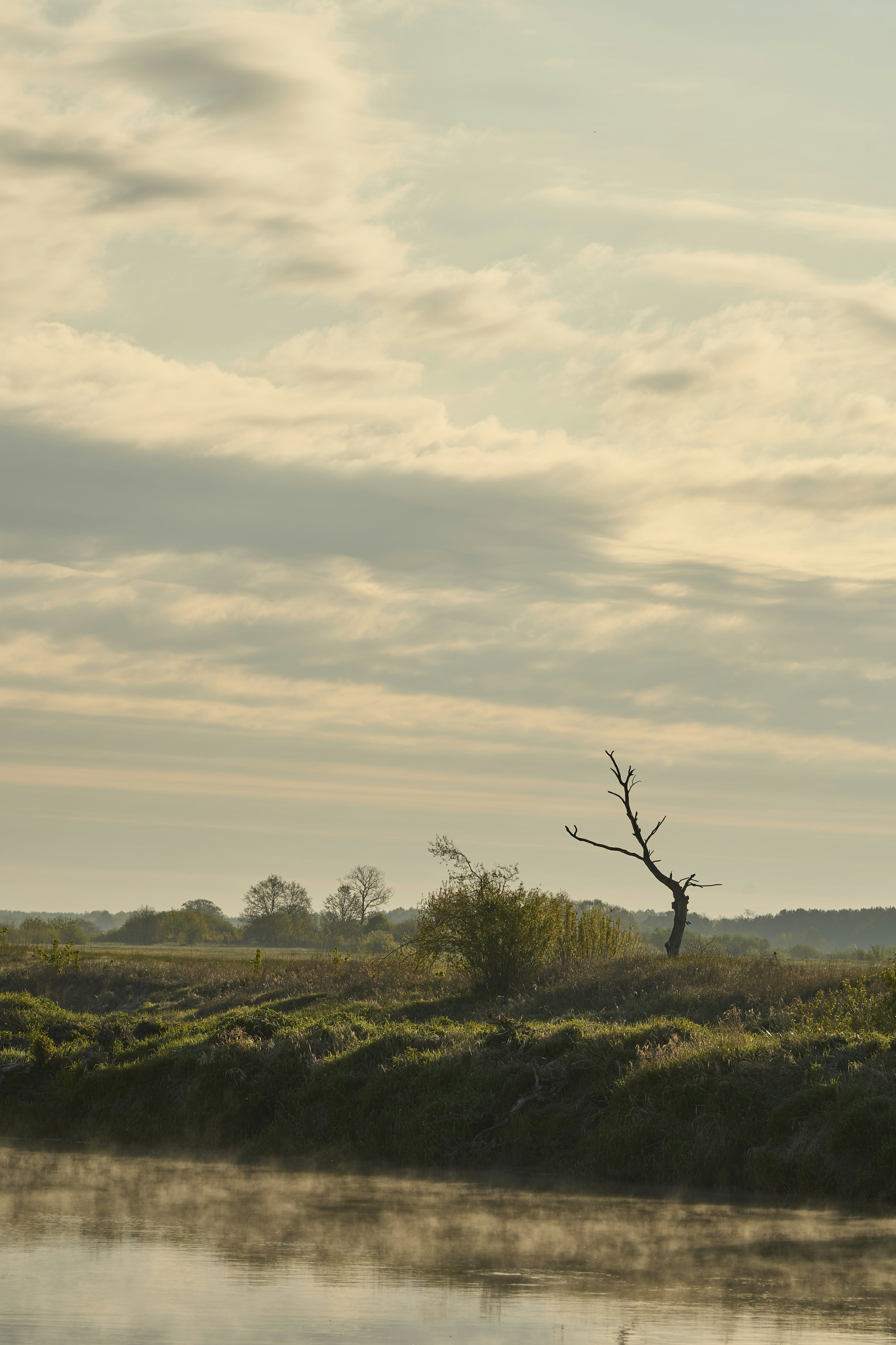 Lonely Tree by the River at Dusk