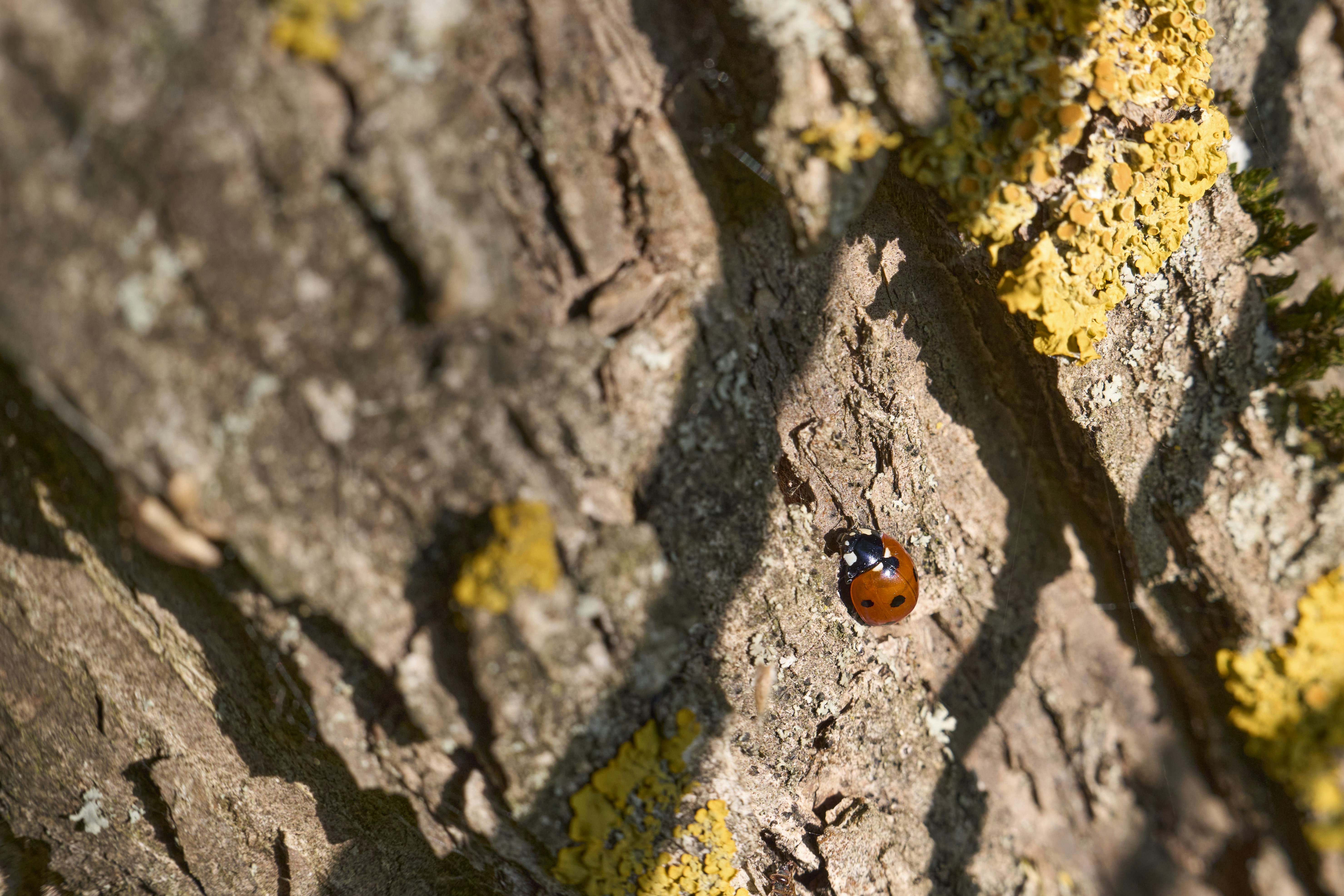 Ladybug on Weathered Bark: A Tiny Beacon Amid Golden Lichen