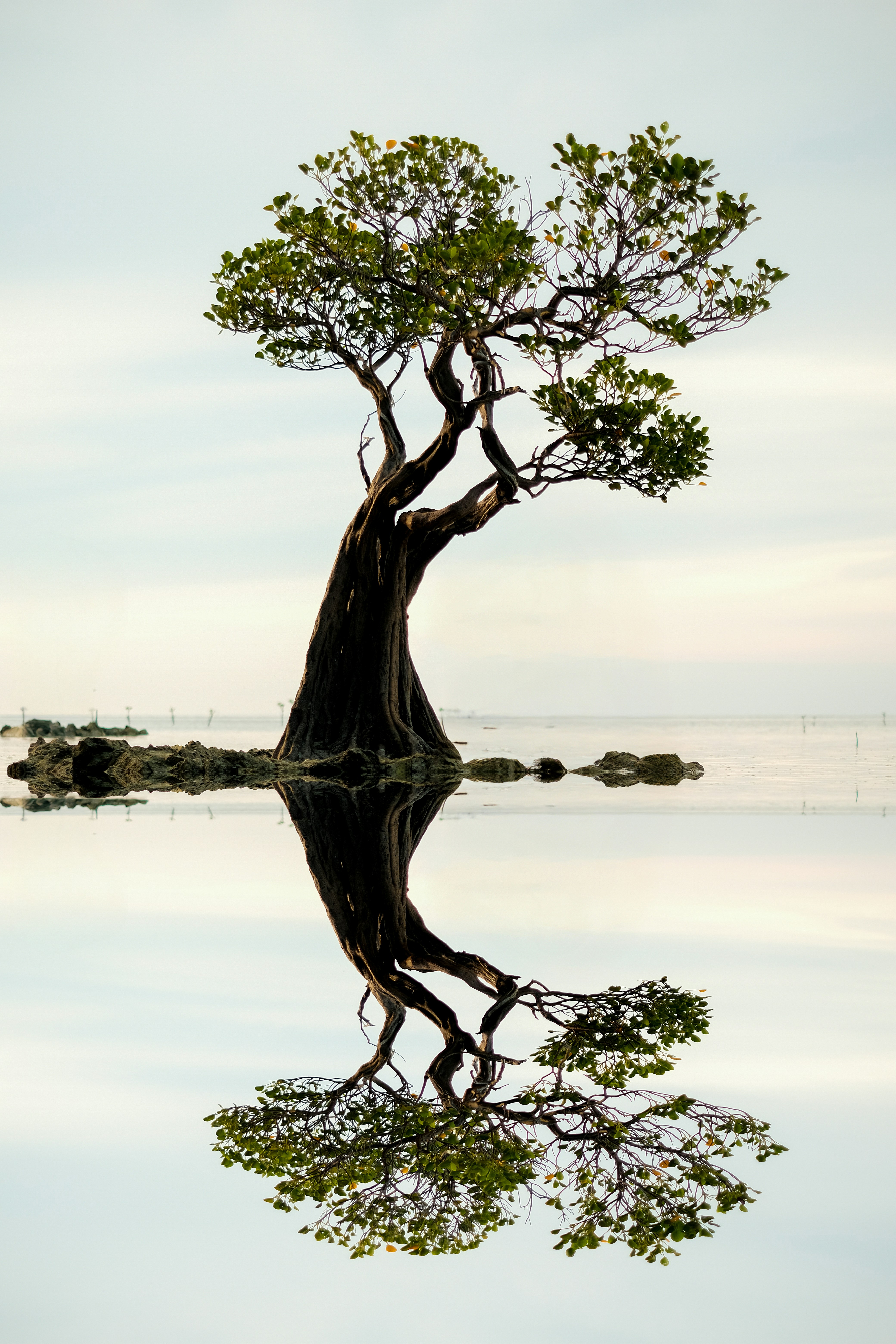 Solitary Arboreal Sentinel Rising from a Tranquil Mirror