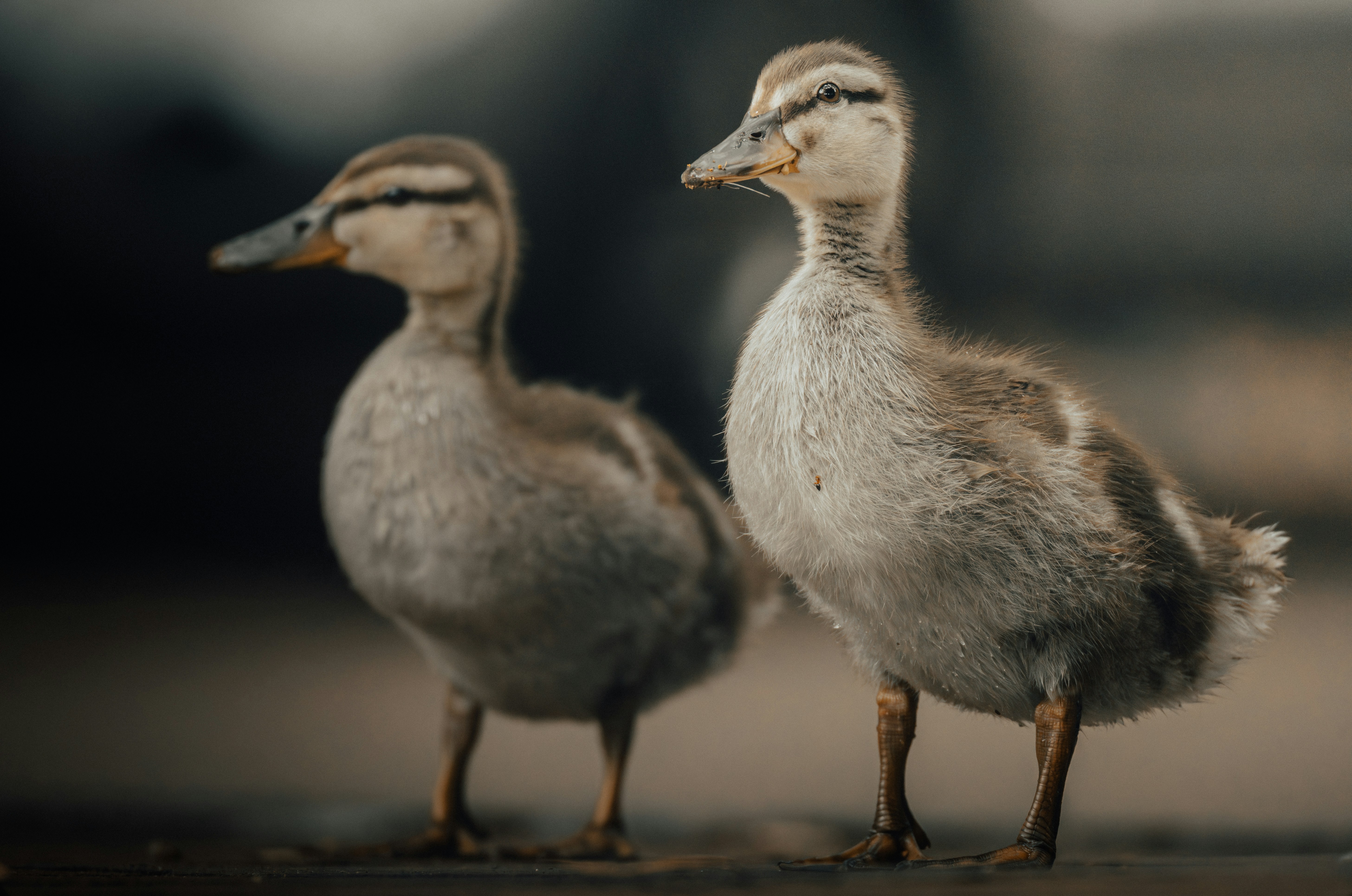 Two Ducklings Survey the Stillness at the Water’s Edge