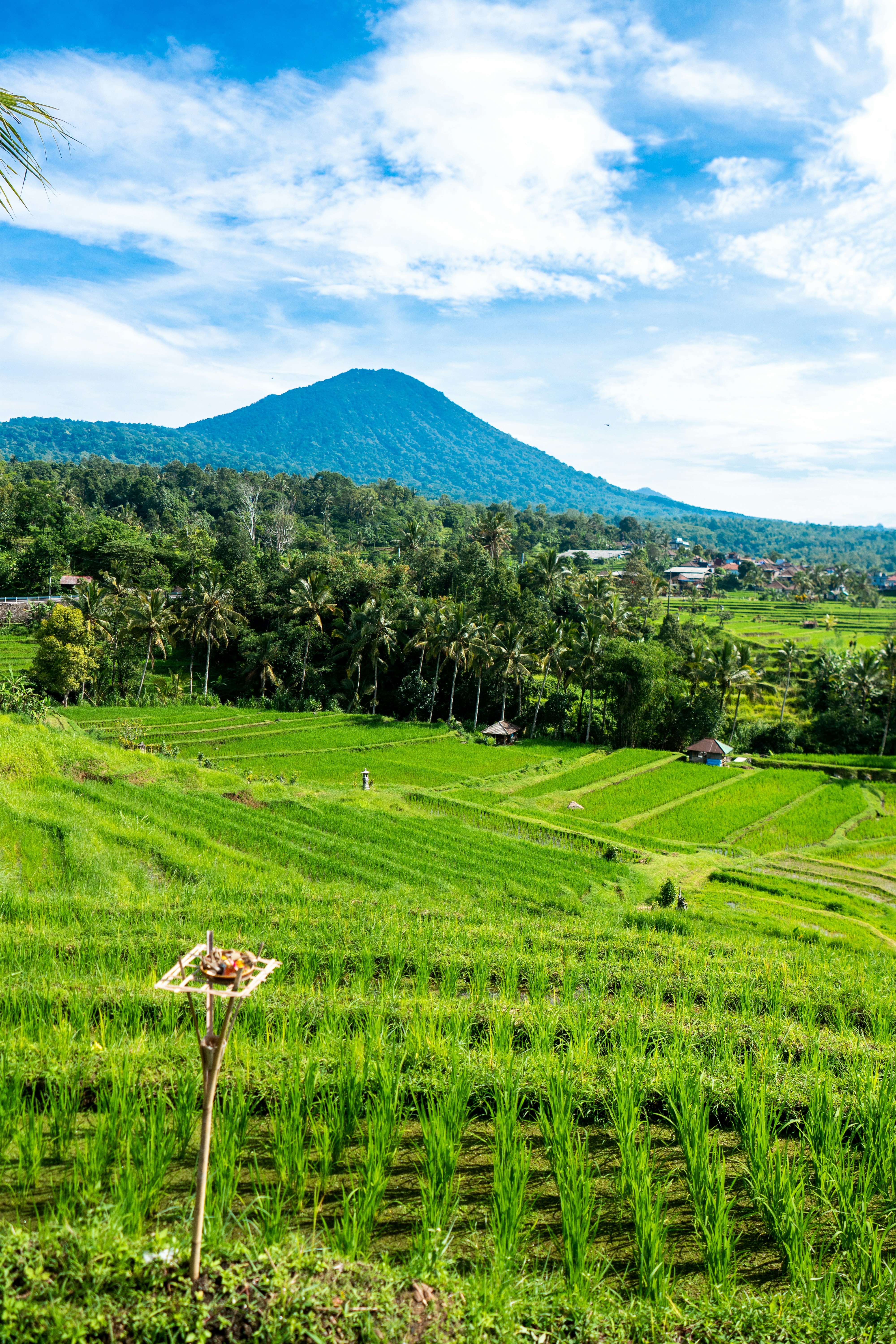 Terraced Green: A Quiet Valley Beneath a Conical Peak
