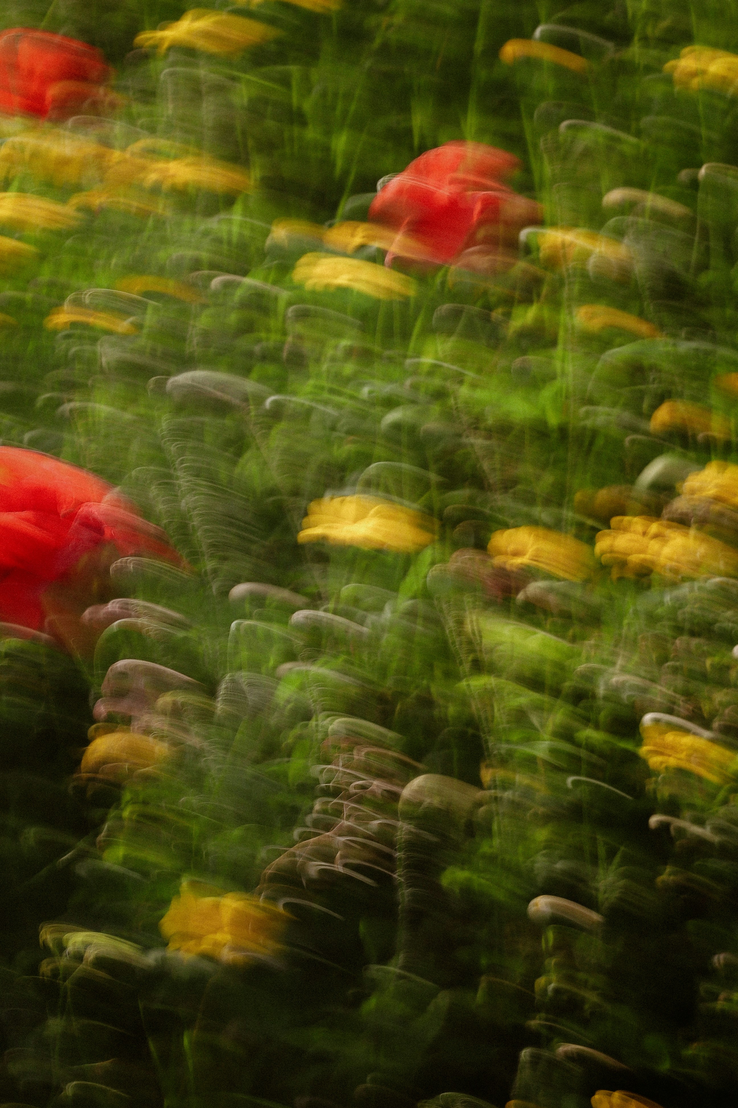 Blurred Petals in Motion: A Garden in Flickering Light
