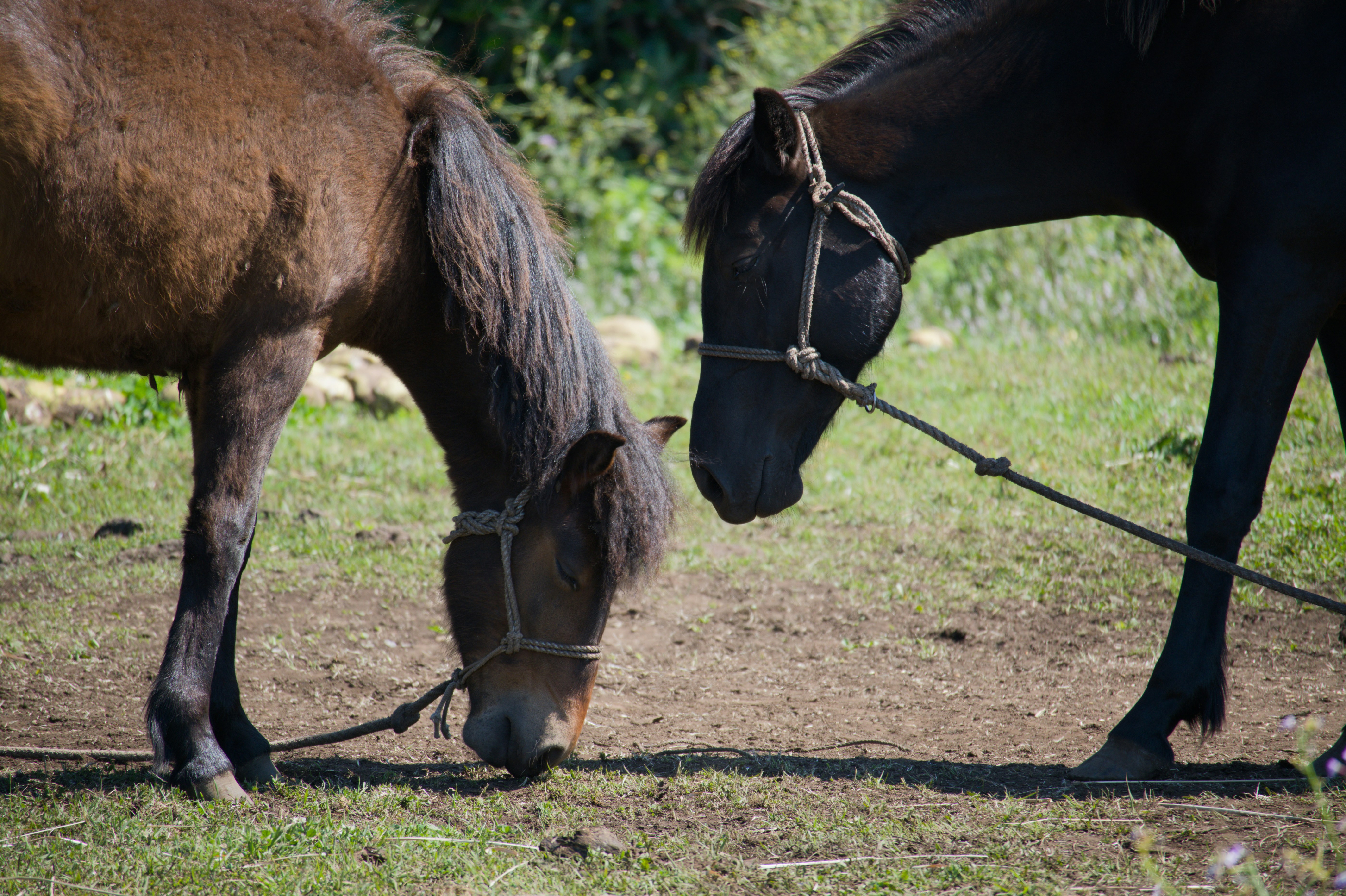 Two grazing steeds: a quiet moment in the pasture