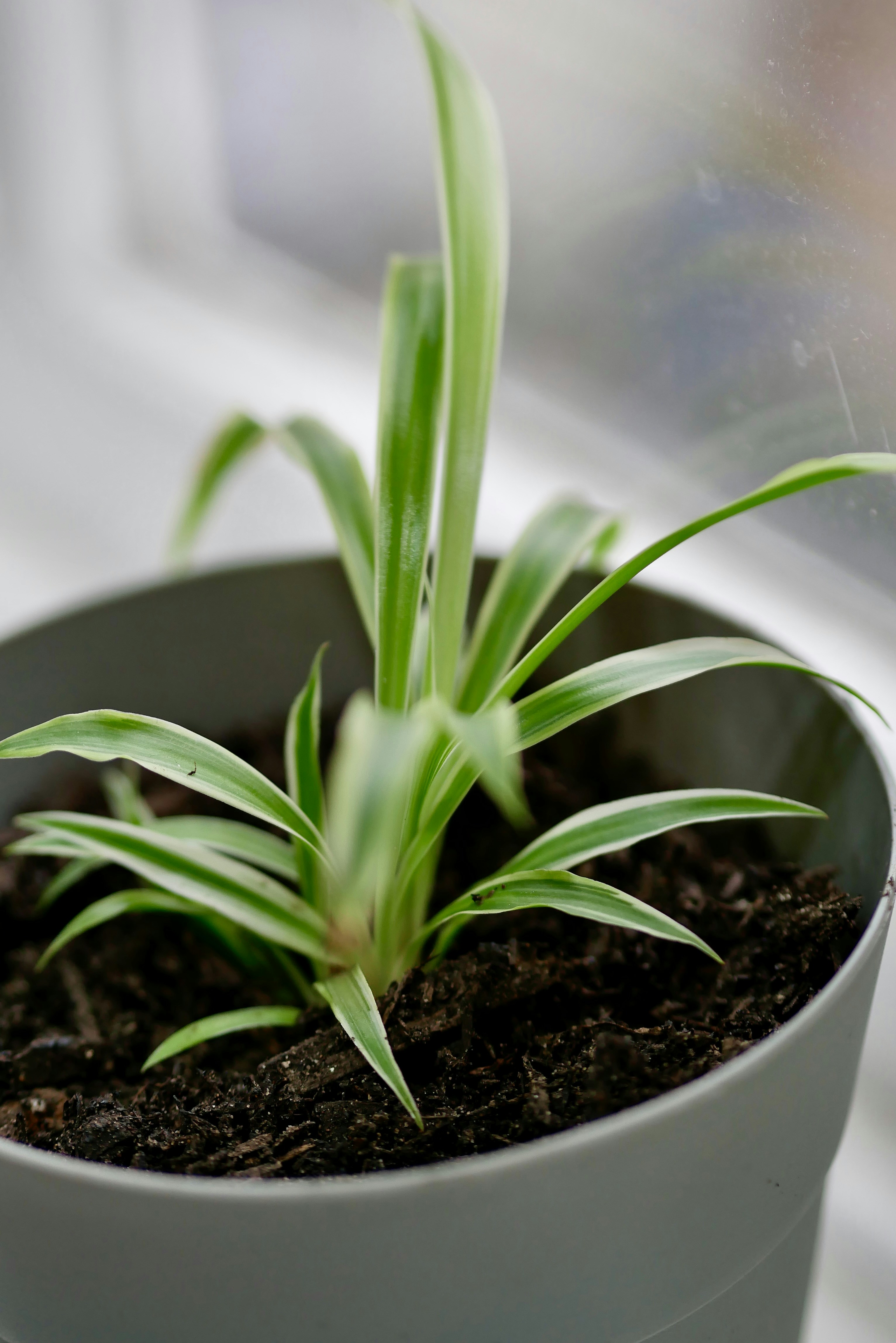 Emerald Sprout in Soft Window Light
