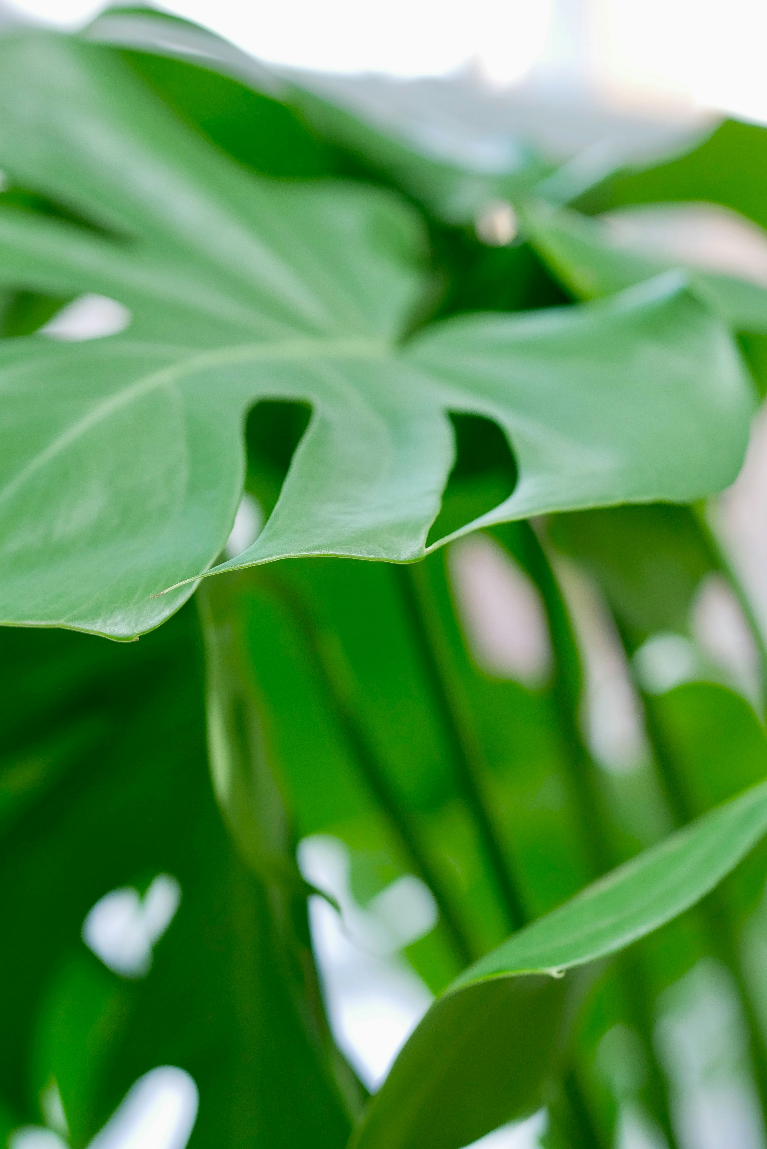 Emerald Leaves in Soft Focus