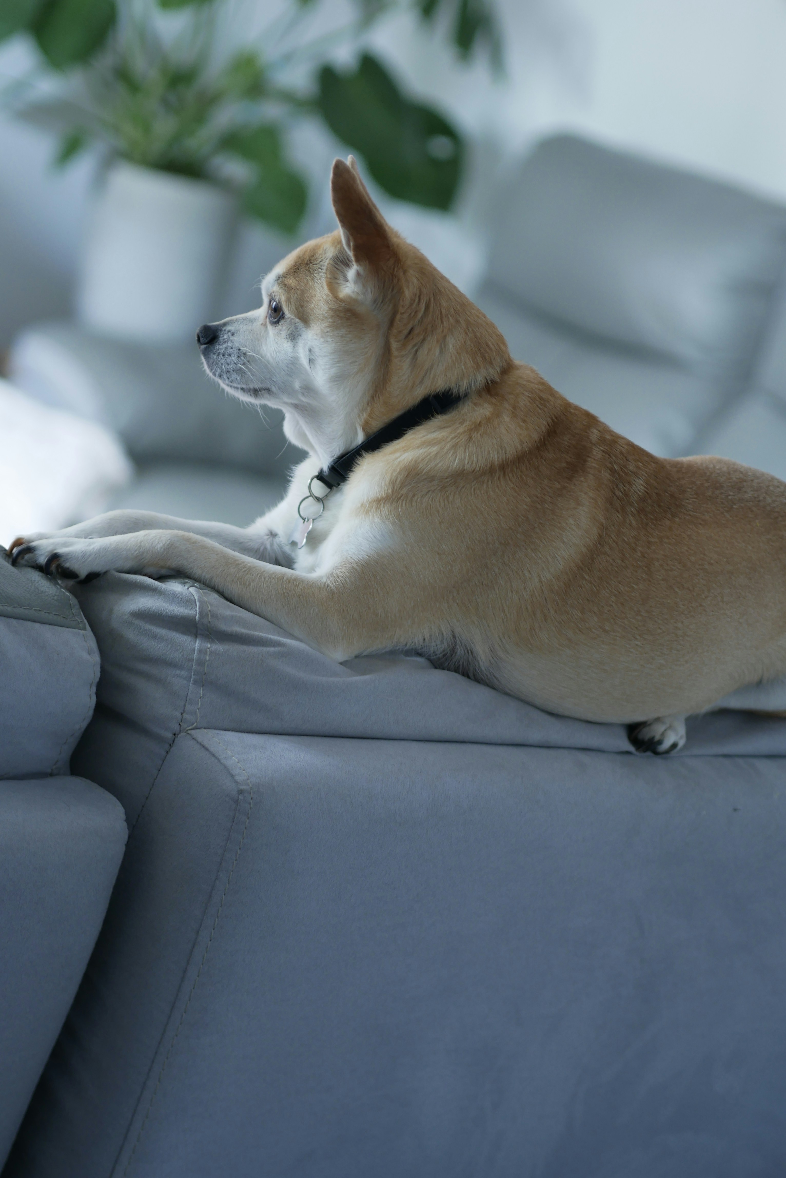 Cozy Couch Watch: A Shiba Inu Poses on a Living Room Couch