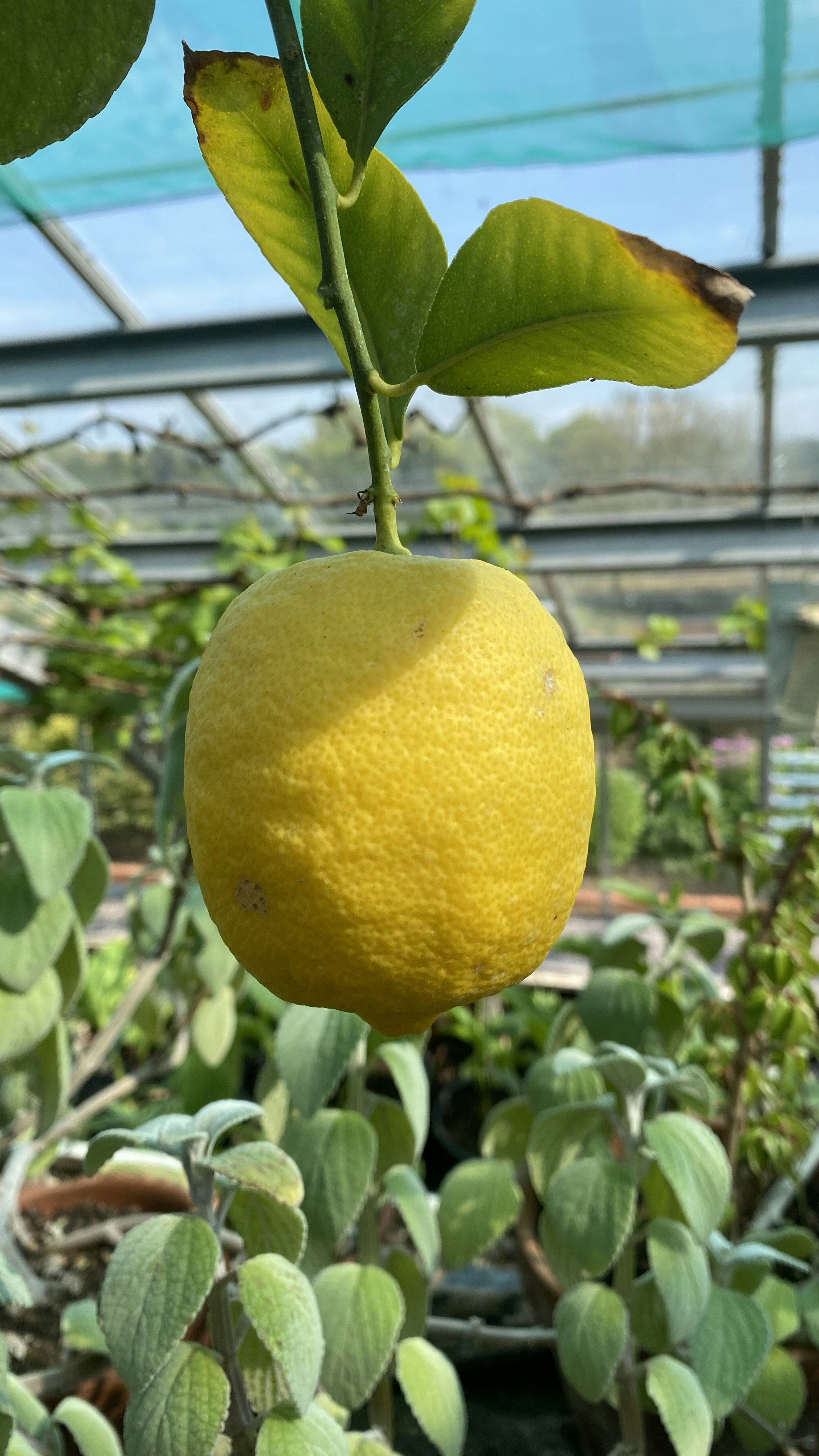Lemon Pendant: A Sunlit Orchard Fruit in Focus
