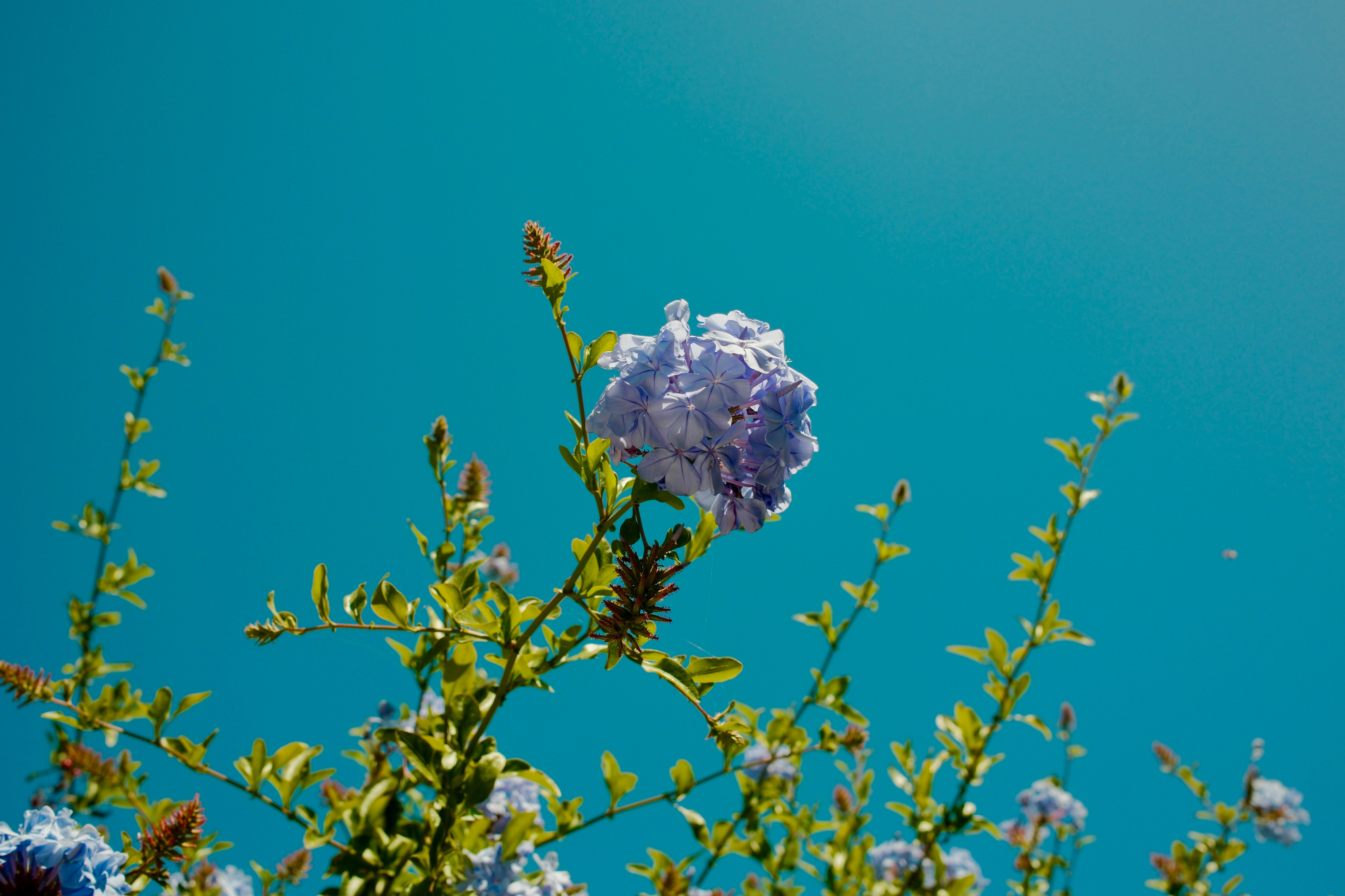 Blue Hydrangea Reach Against a Clear Sky