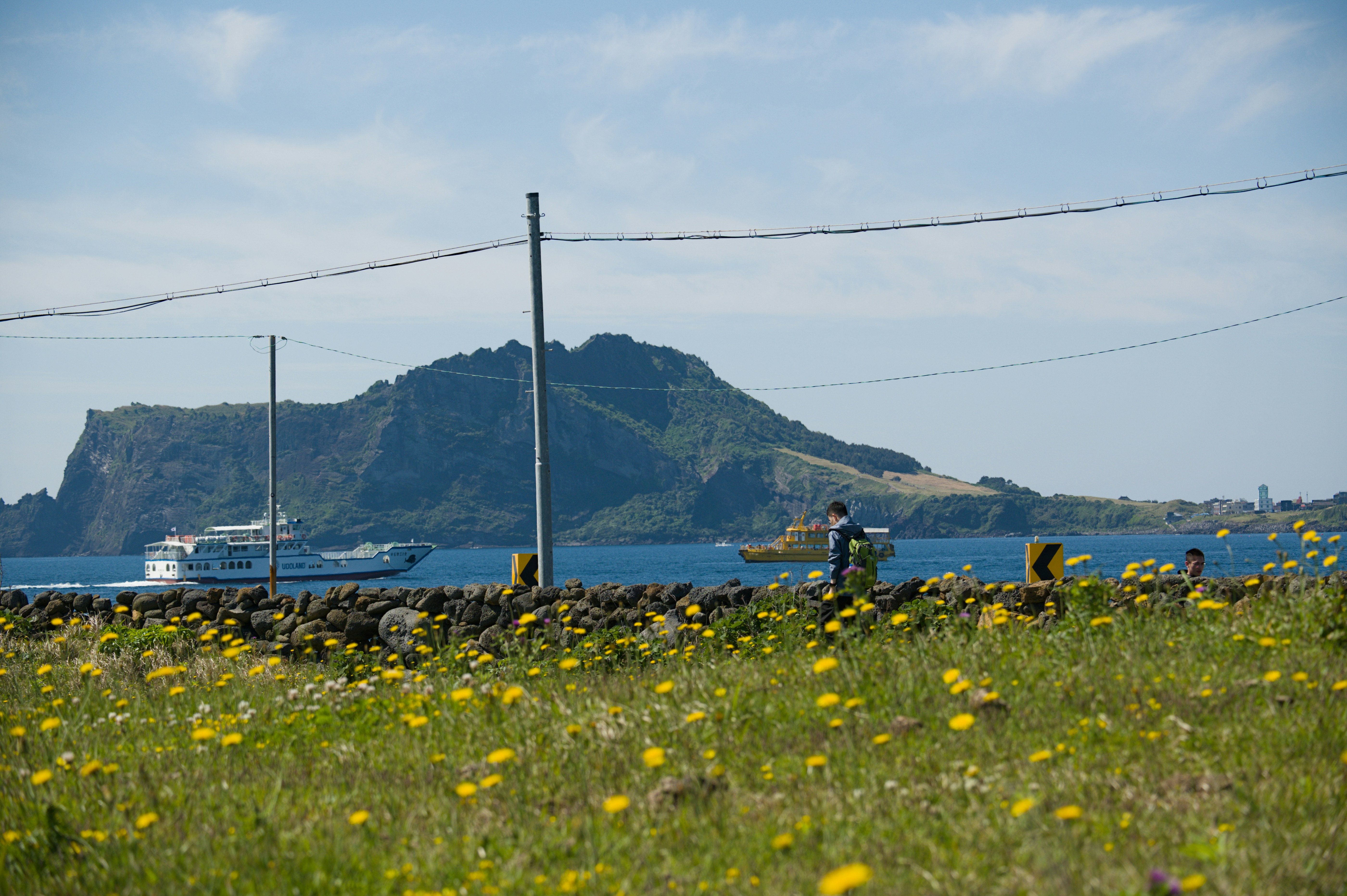 Sea Cliff Field: Yellow Blooms with Island Backdrop