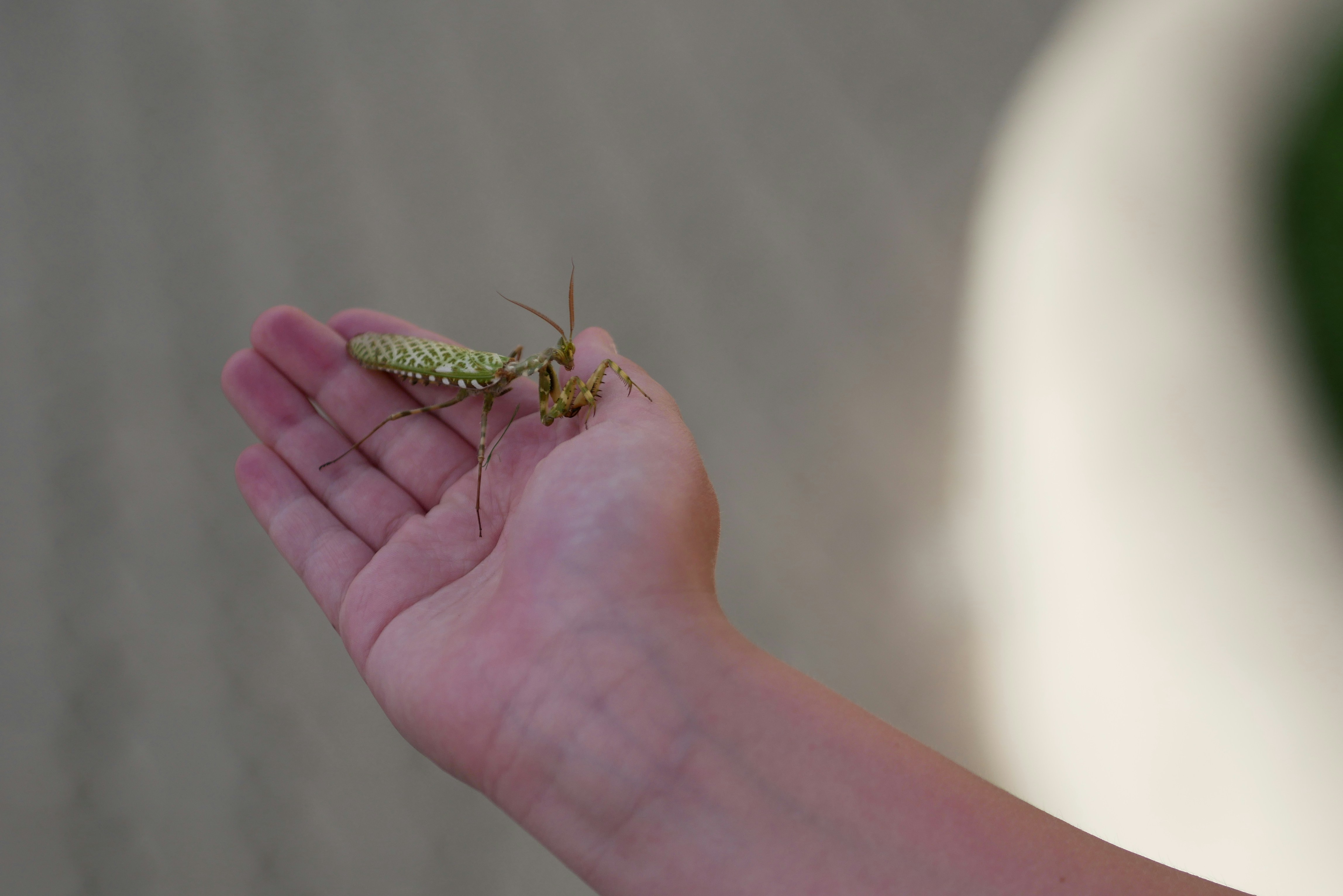 Tiny Green Mantid on an Open Palm