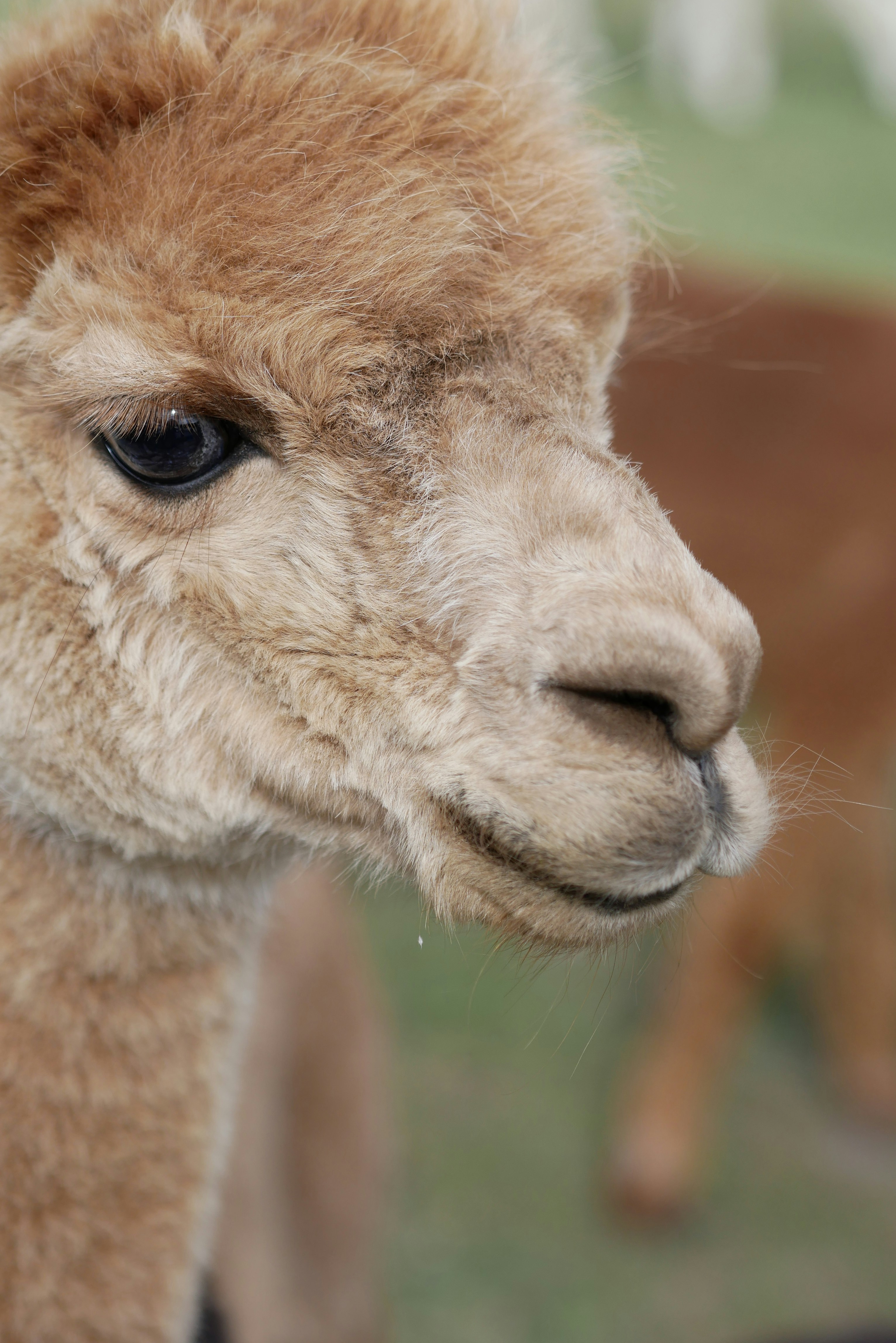 Close-Up of a Curious Alpaca's Gentle Gaze